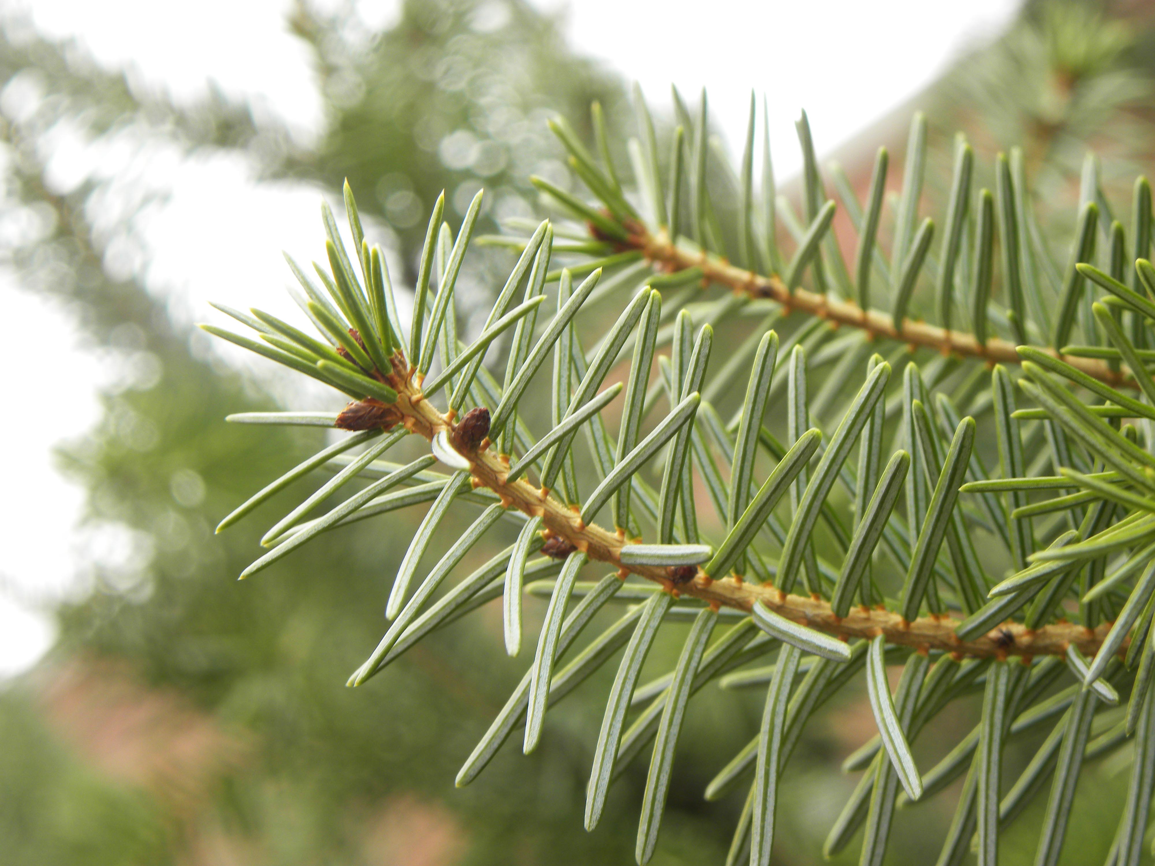 Picea omorika – Purdue Arboretum Explorer