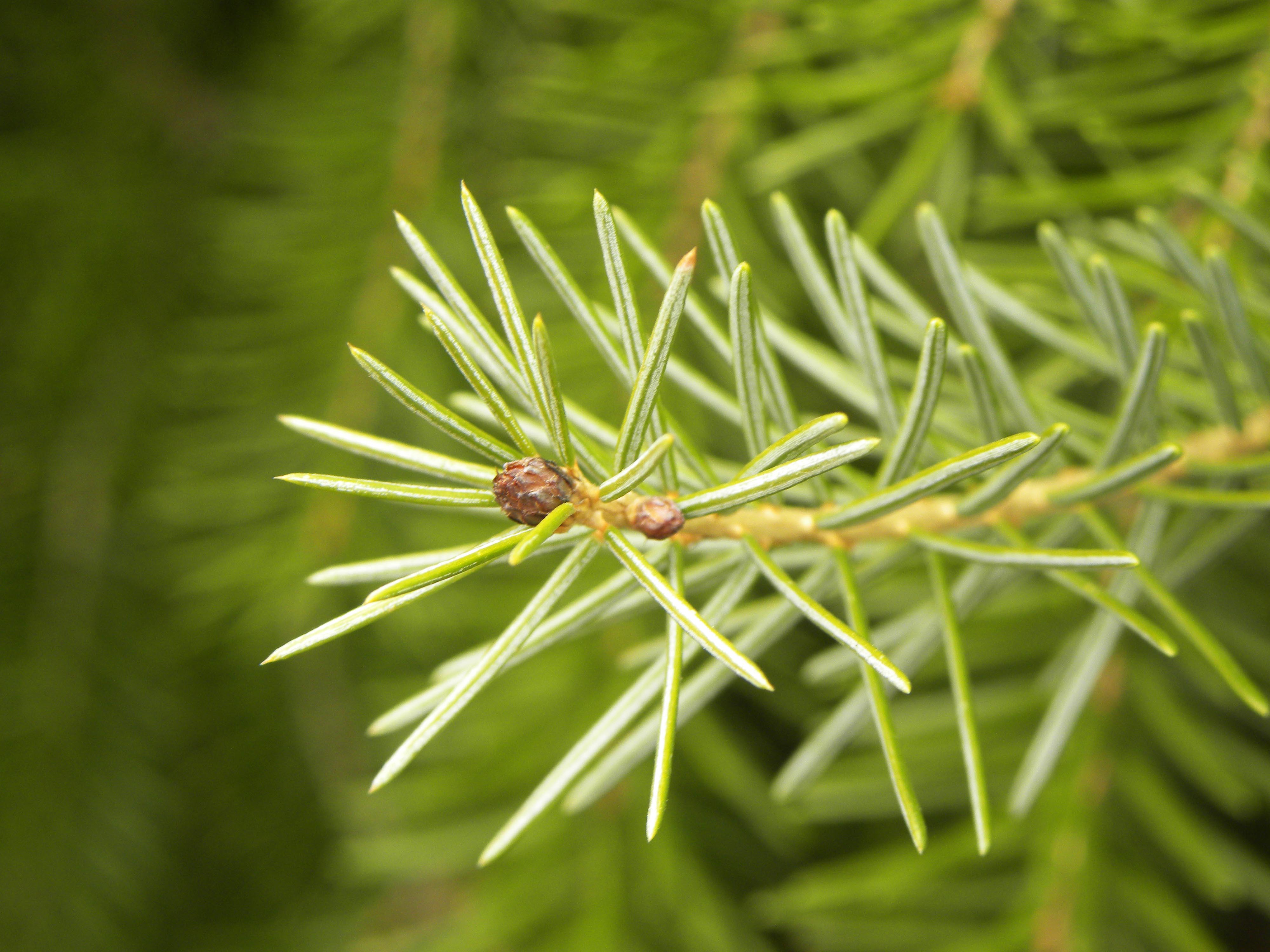Picea omorika – Purdue Arboretum Explorer