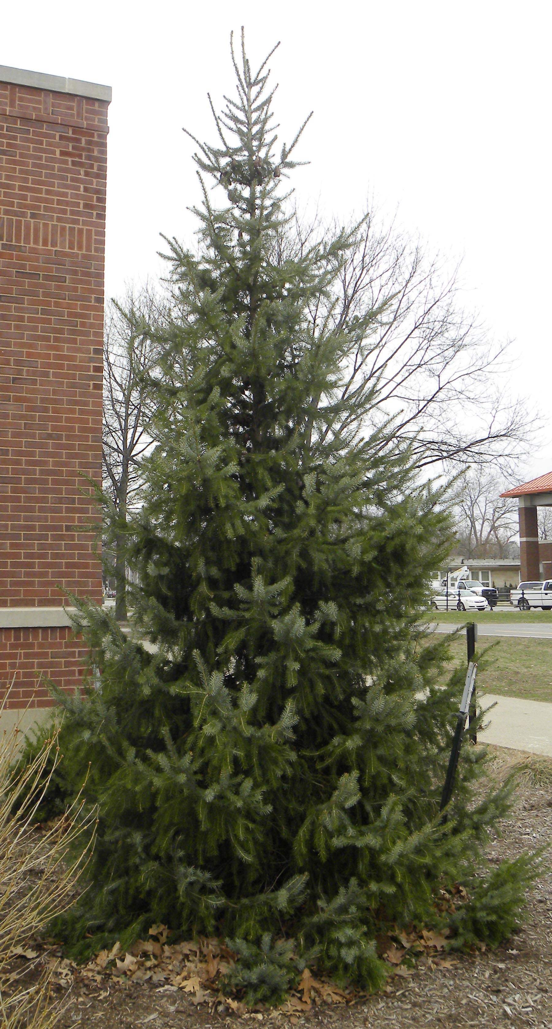 Picea omorika – Purdue Arboretum Explorer