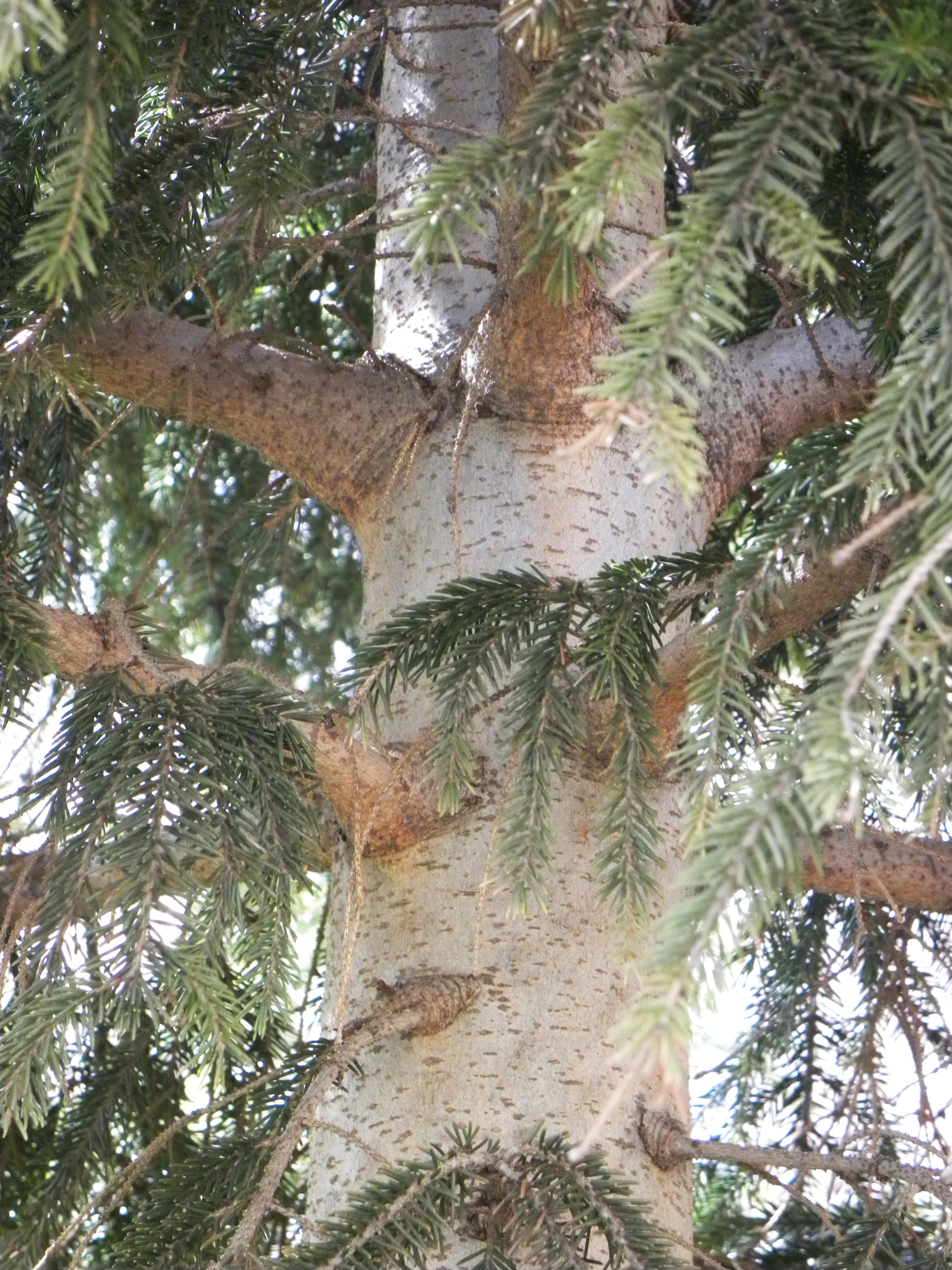 Picea orientalis – Purdue Arboretum Explorer
