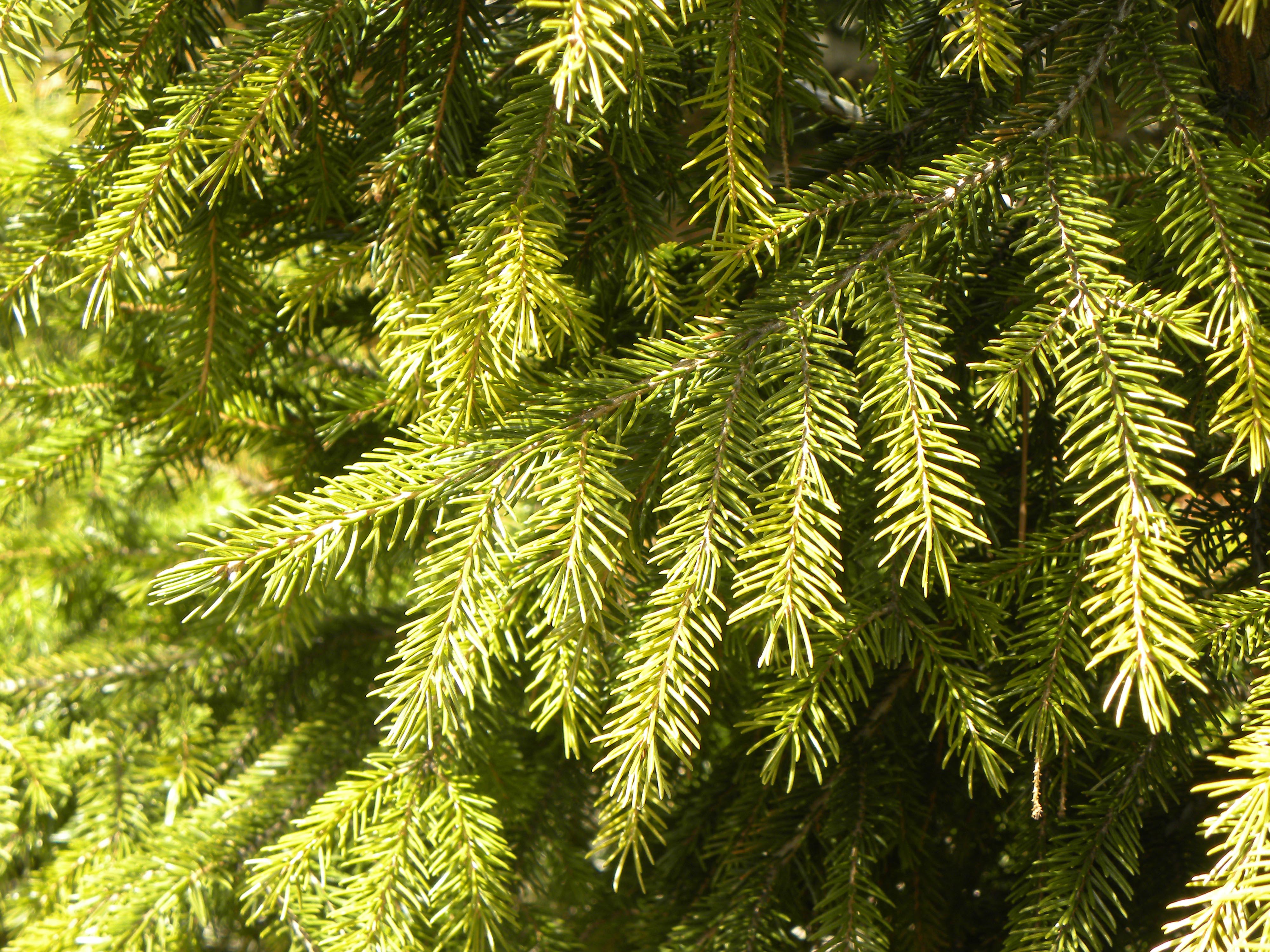 Picea orientalis – Purdue Arboretum Explorer