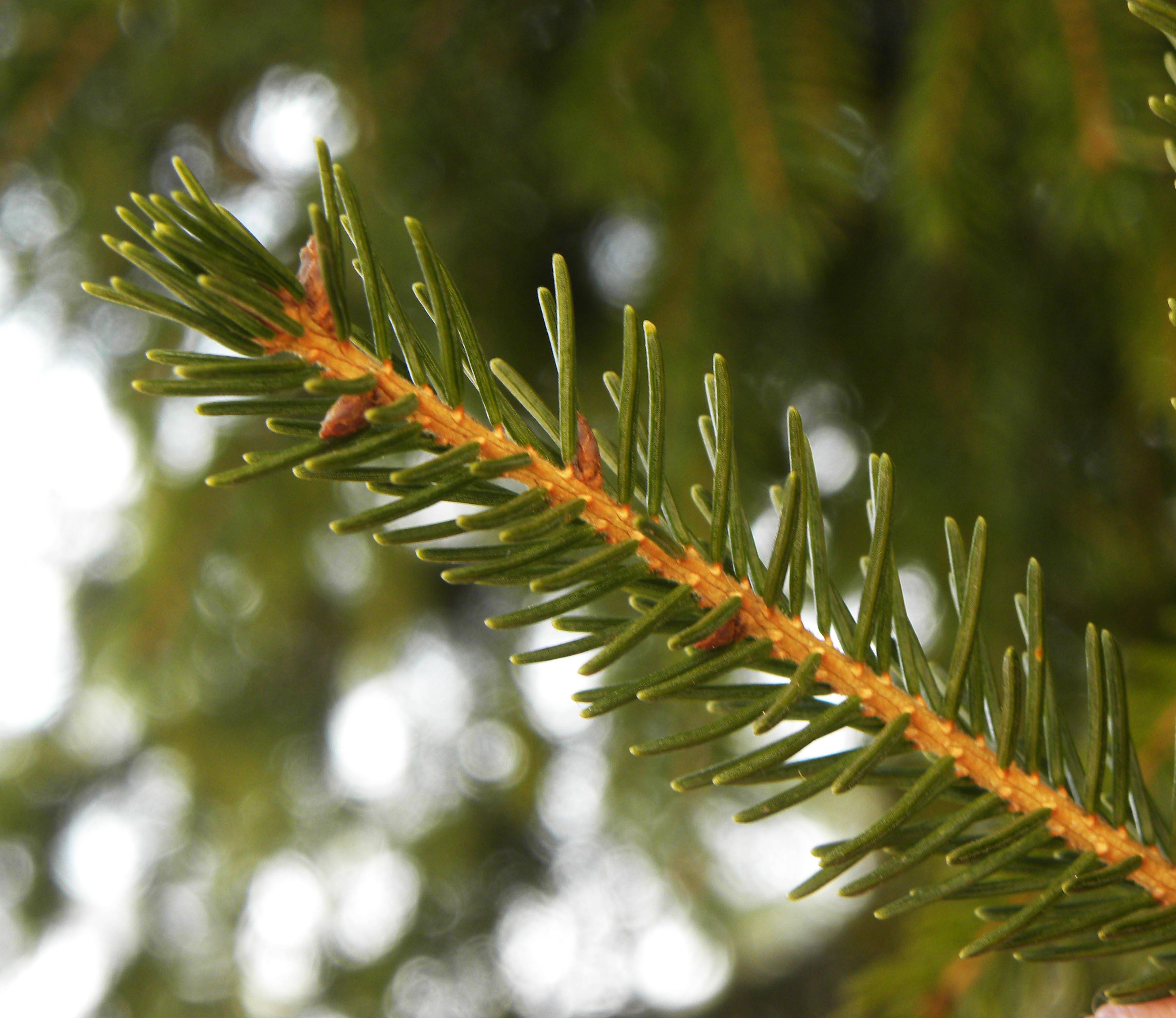 Picea orientalis – Purdue Arboretum Explorer