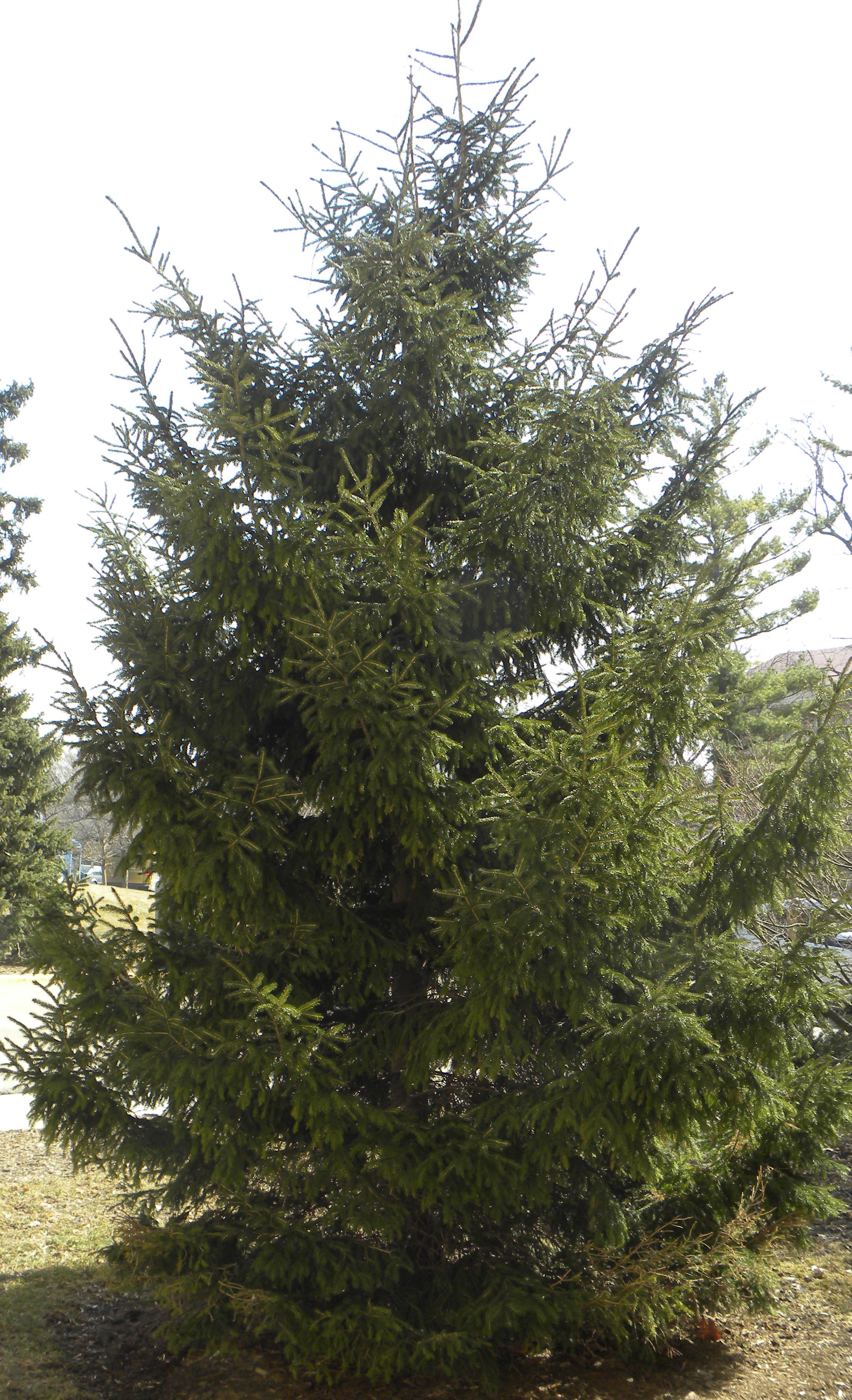 Picea orientalis – Purdue Arboretum Explorer