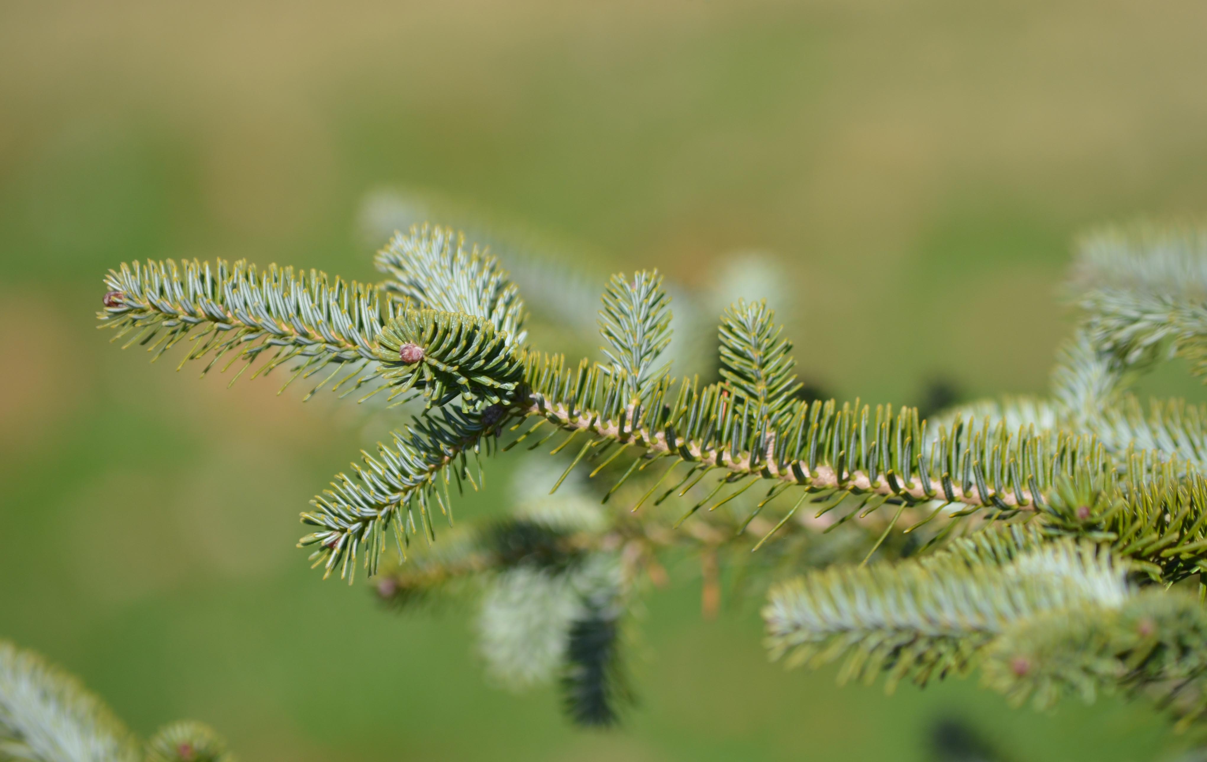 Picea pungens – Purdue Arboretum Explorer