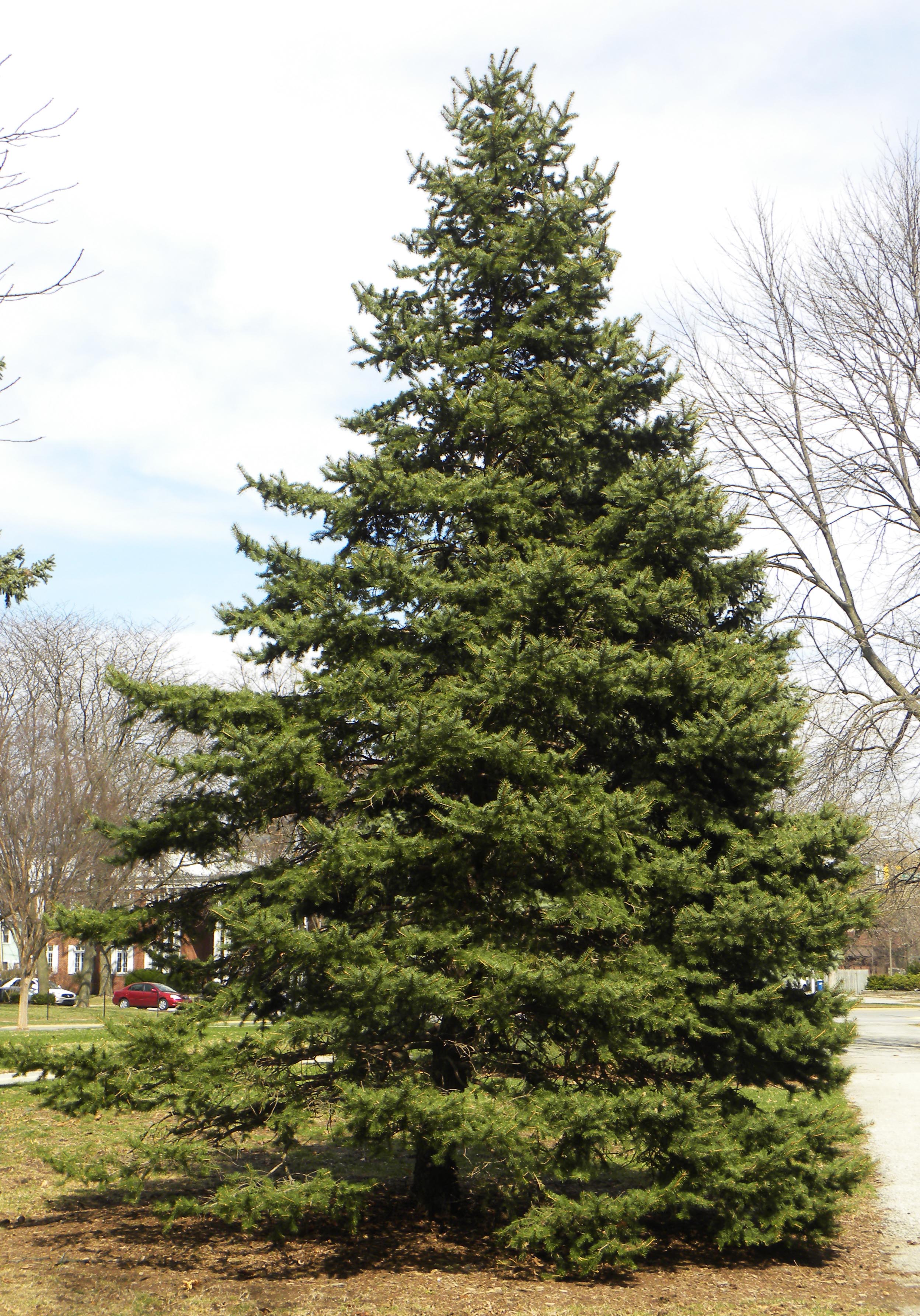 Picea pungens – Purdue Arboretum Explorer