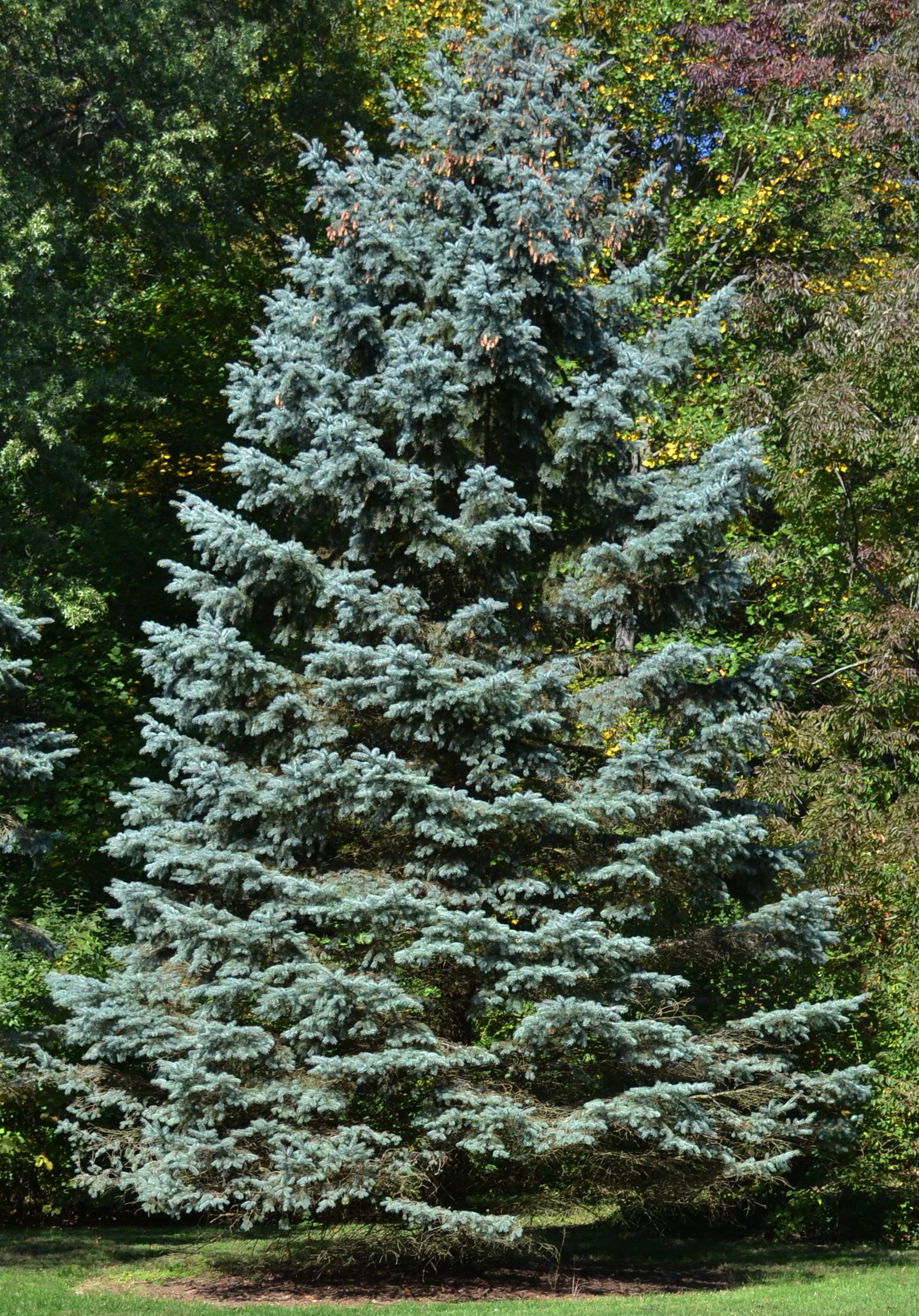 Picea pungens – Purdue Arboretum Explorer