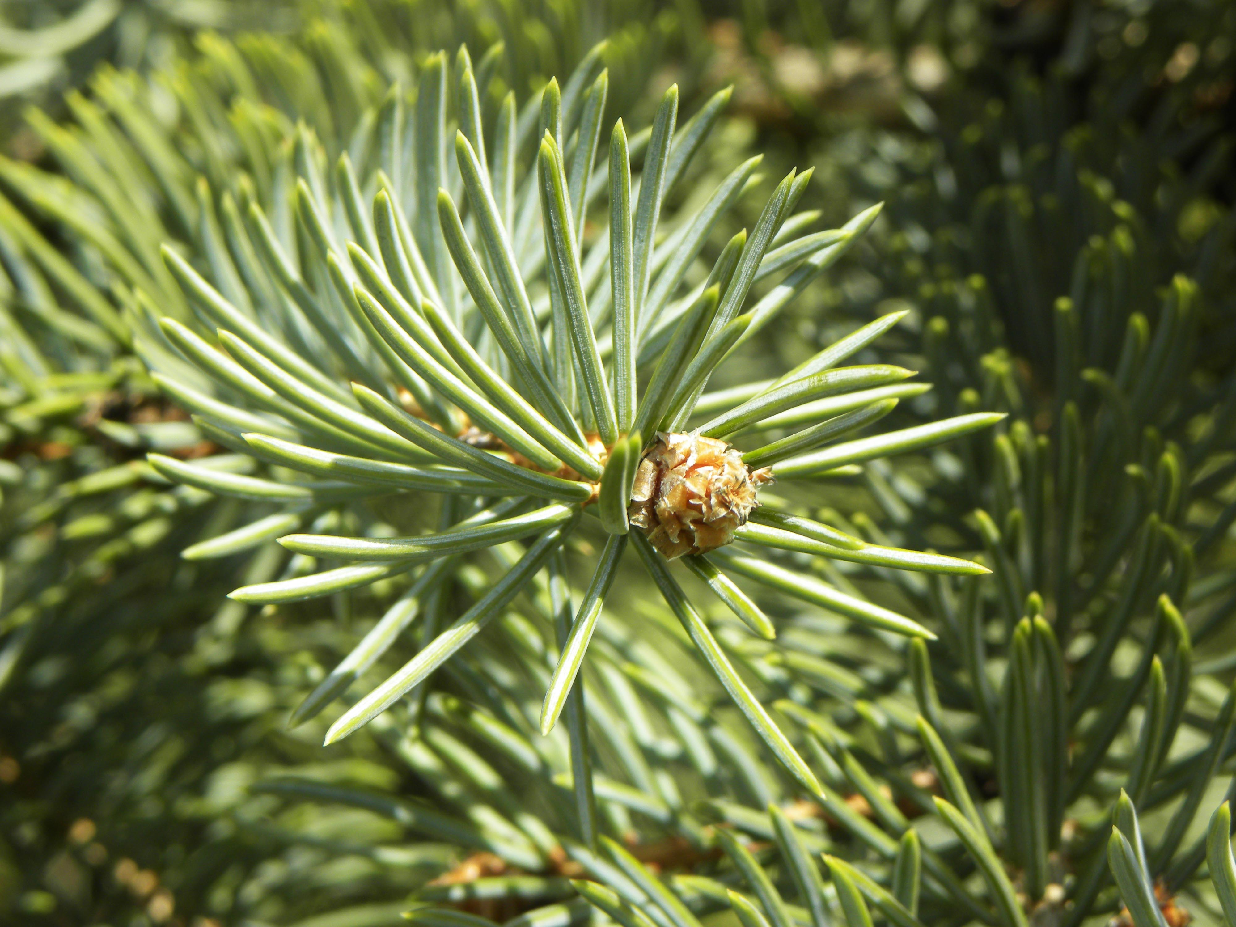 Picea pungens f. glauca – Purdue Arboretum Explorer
