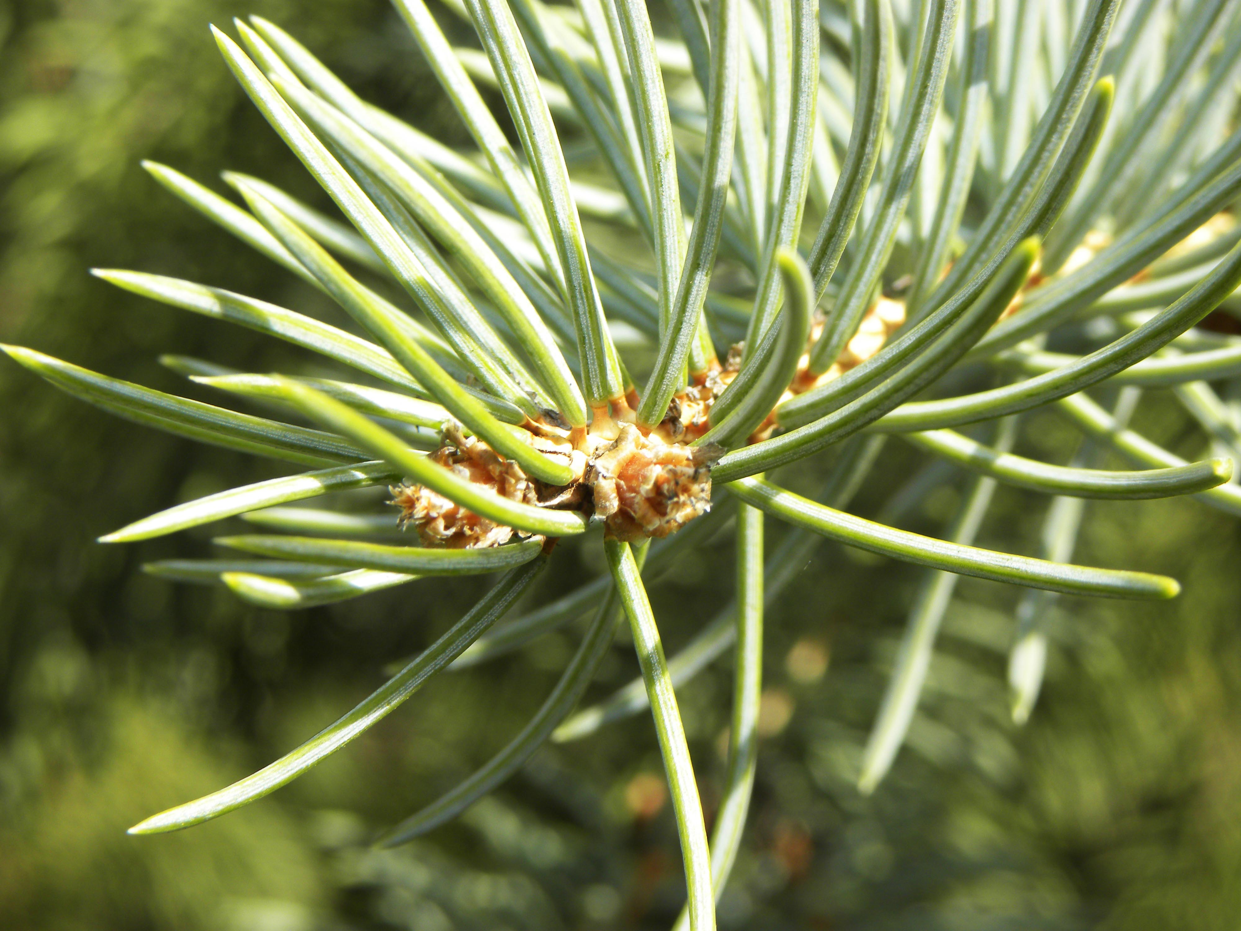 Picea pungens f. glauca – Purdue Arboretum Explorer