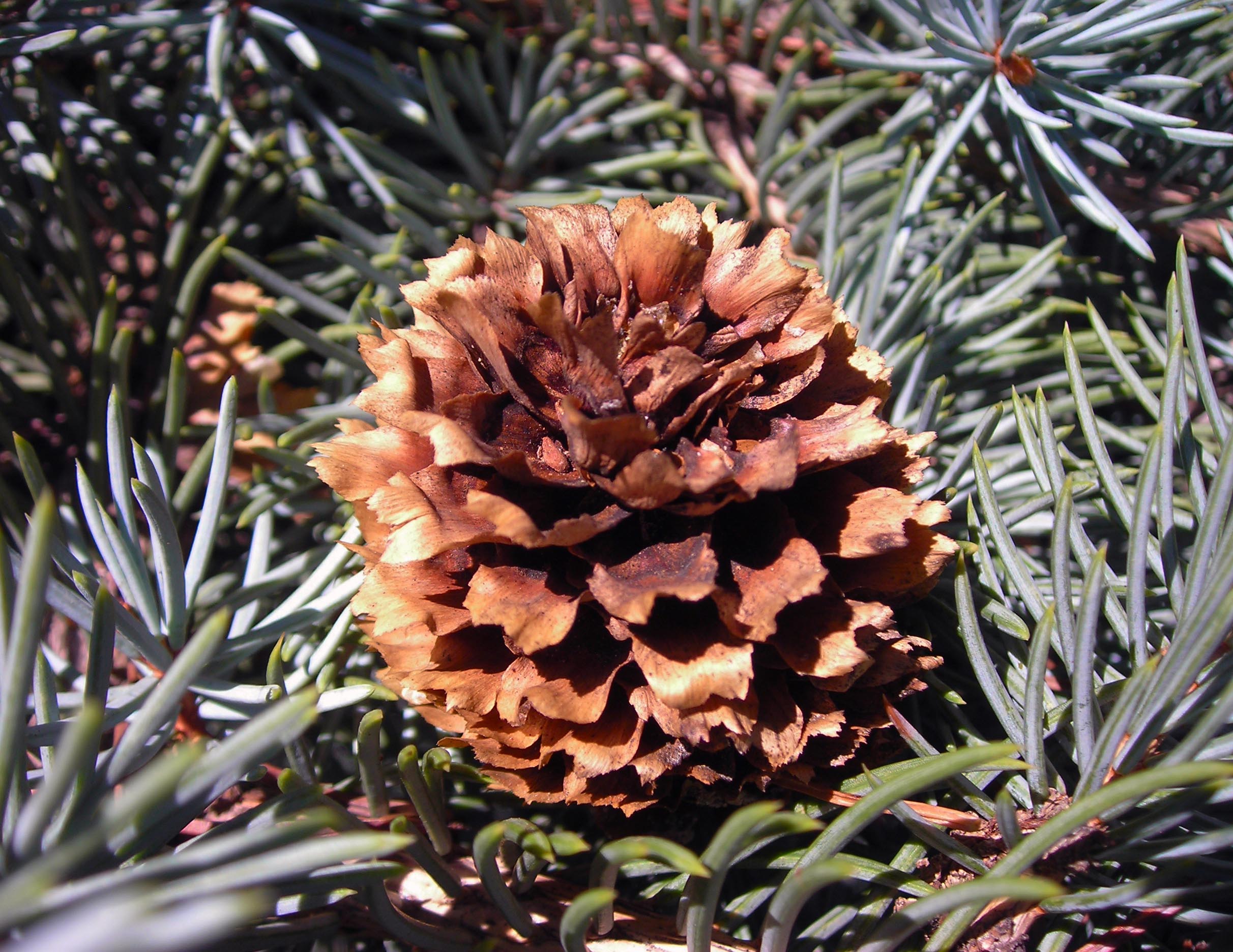 Picea pungens f. glauca – Purdue Arboretum Explorer