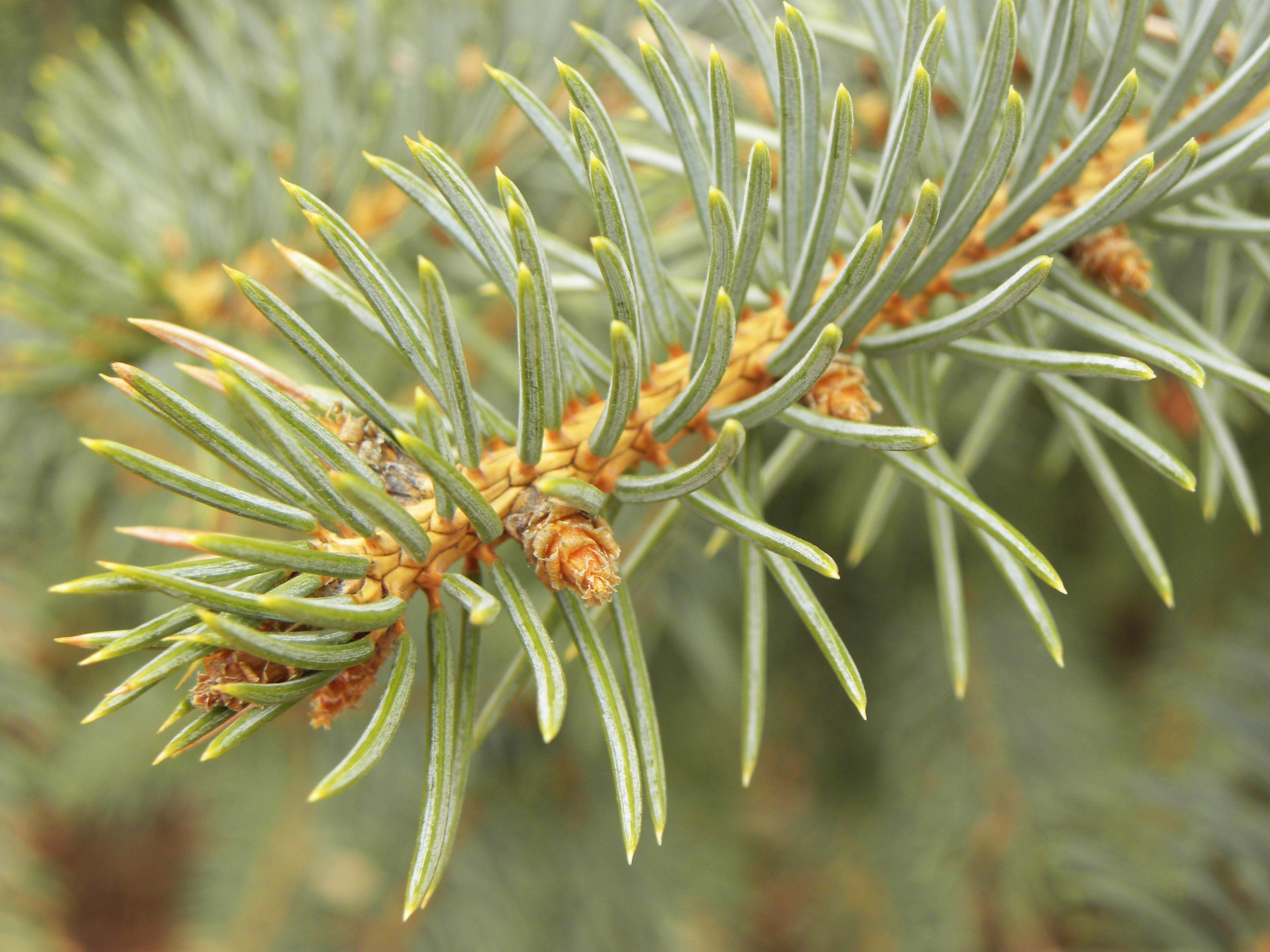 Picea pungens f. glauca – Purdue Arboretum Explorer