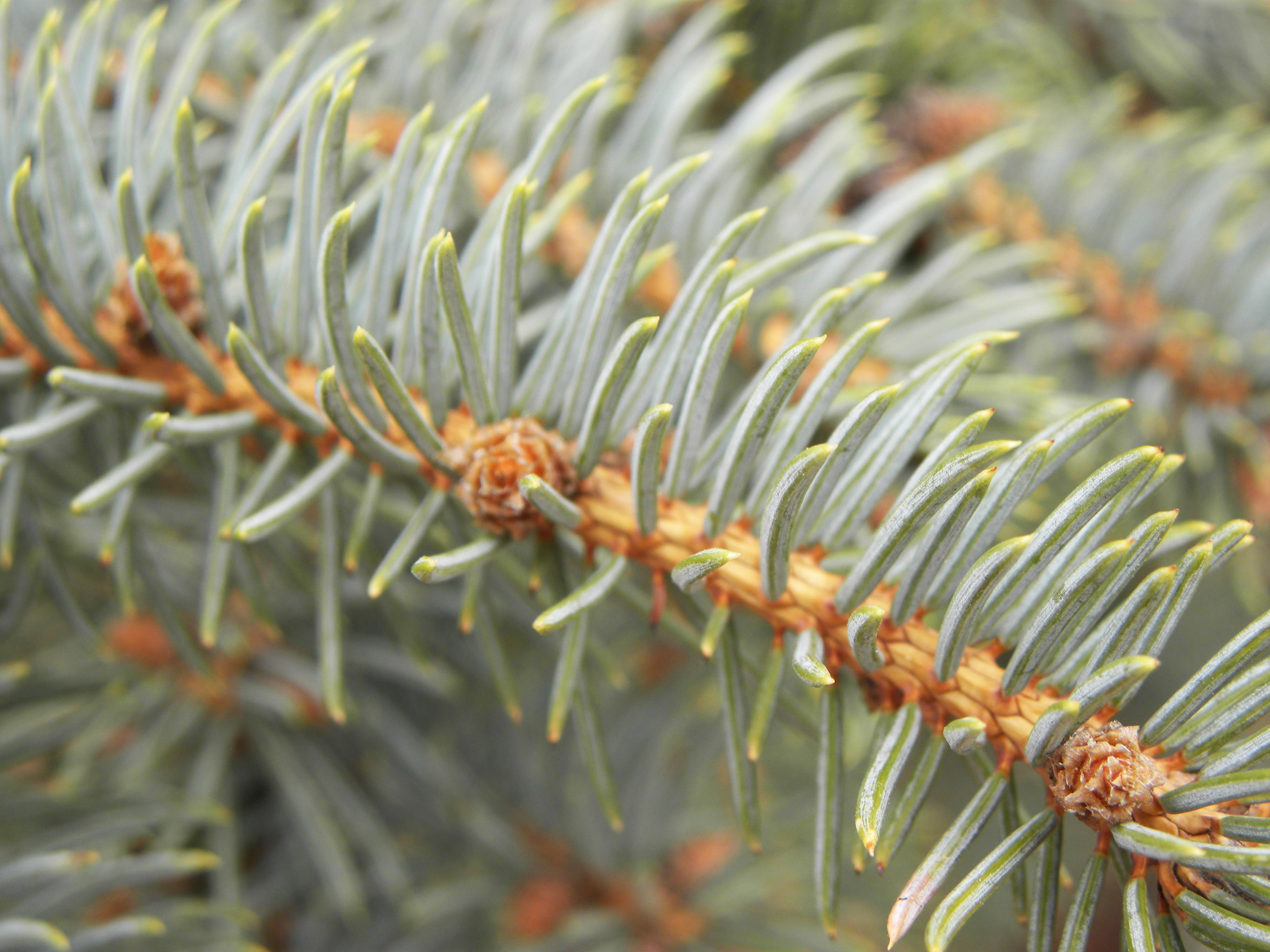 Picea pungens f. glauca – Purdue Arboretum Explorer