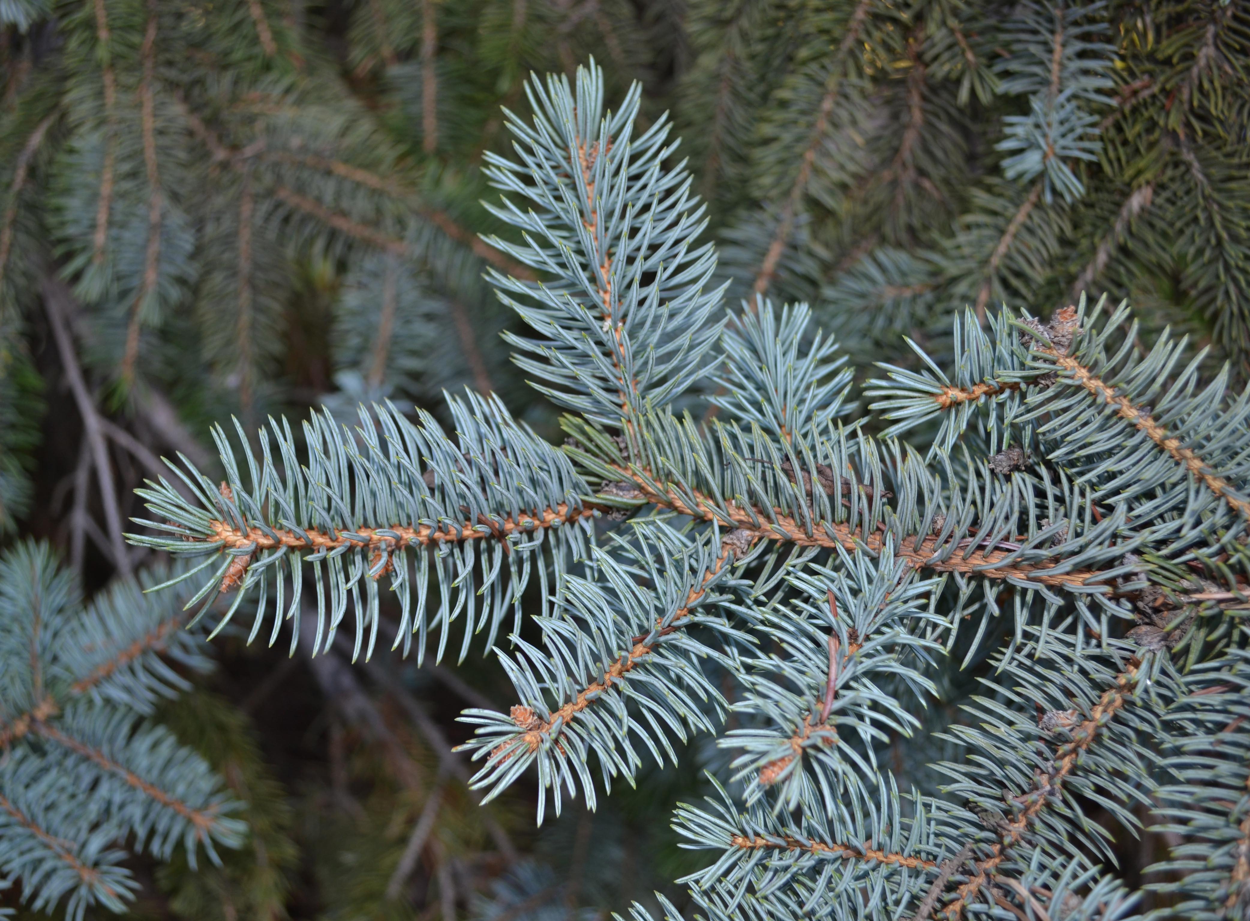 Picea pungens f. glauca ‘Fastigiata’ – Purdue Arboretum Explorer