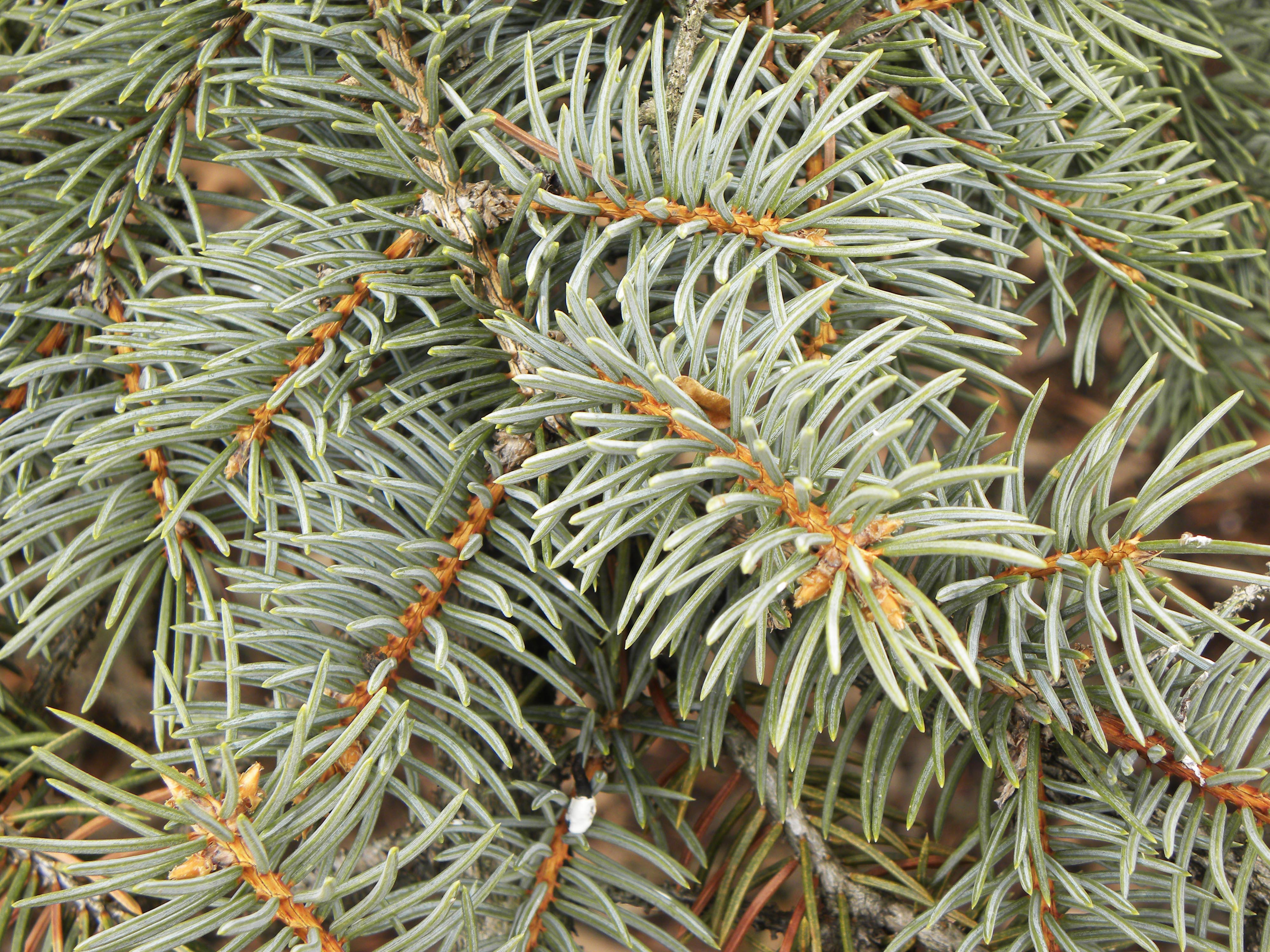 Picea pungens f. glauca ‘Fastigiata’ – Purdue Arboretum Explorer