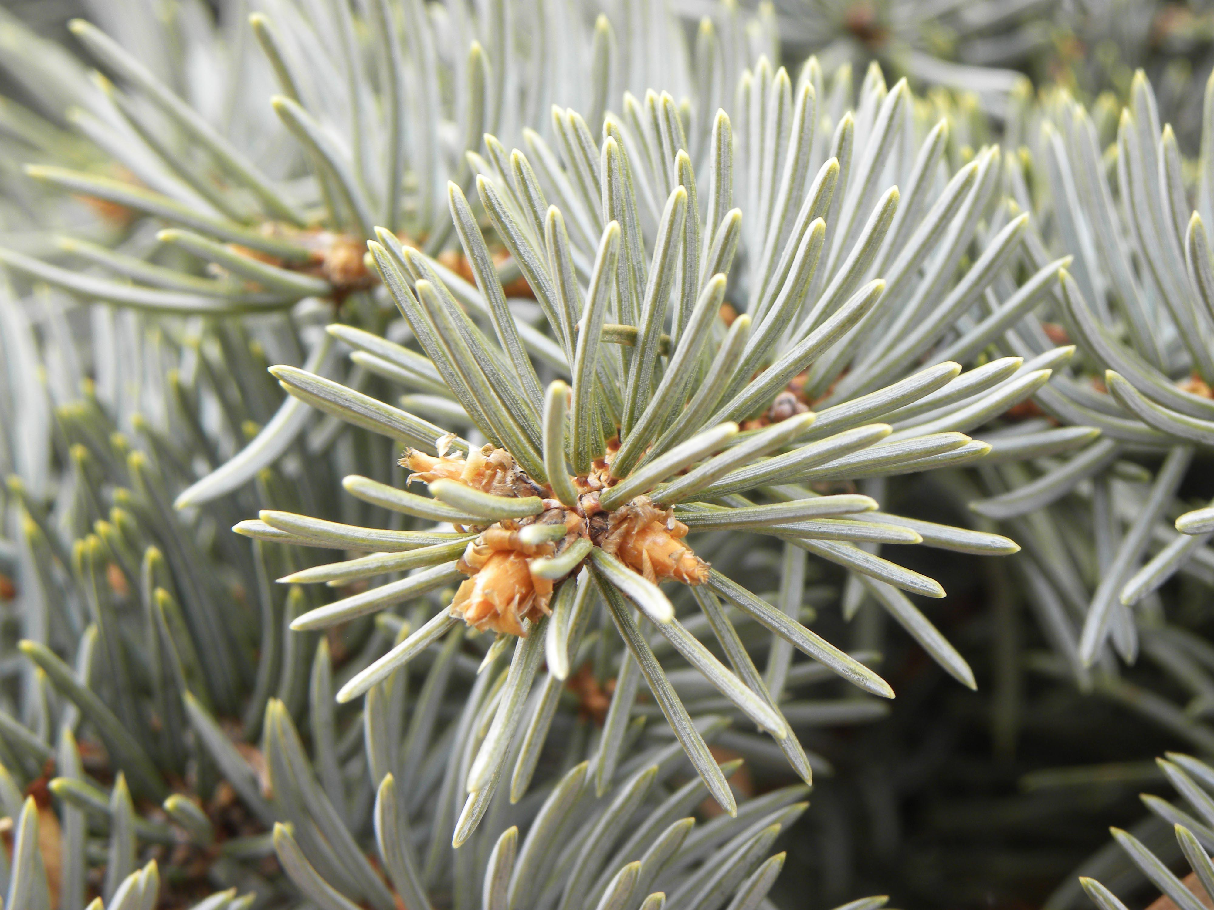 Picea pungens f. glauca ‘Fastigiata’ – Purdue Arboretum Explorer