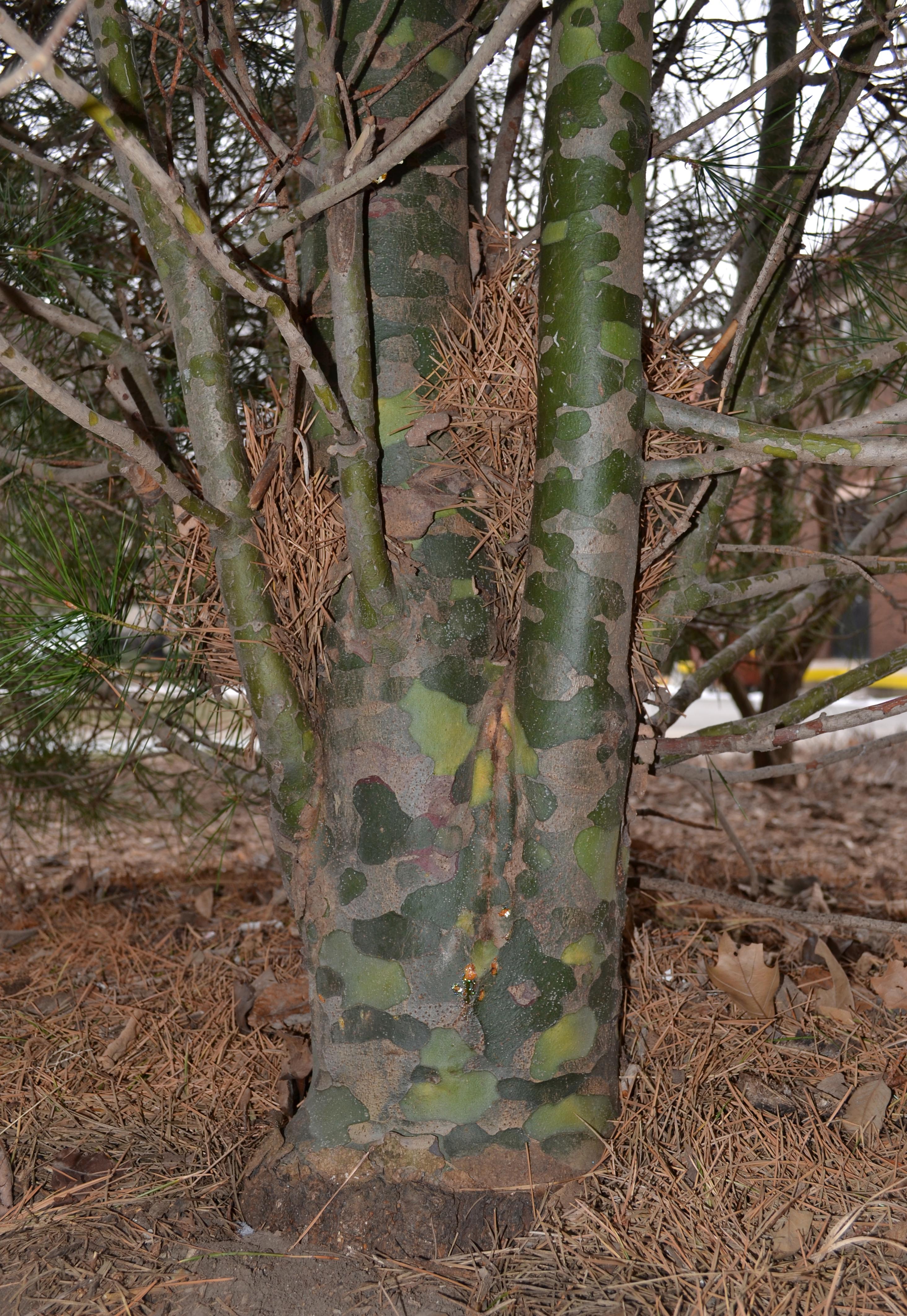 Pinus bungeana – Purdue Arboretum Explorer