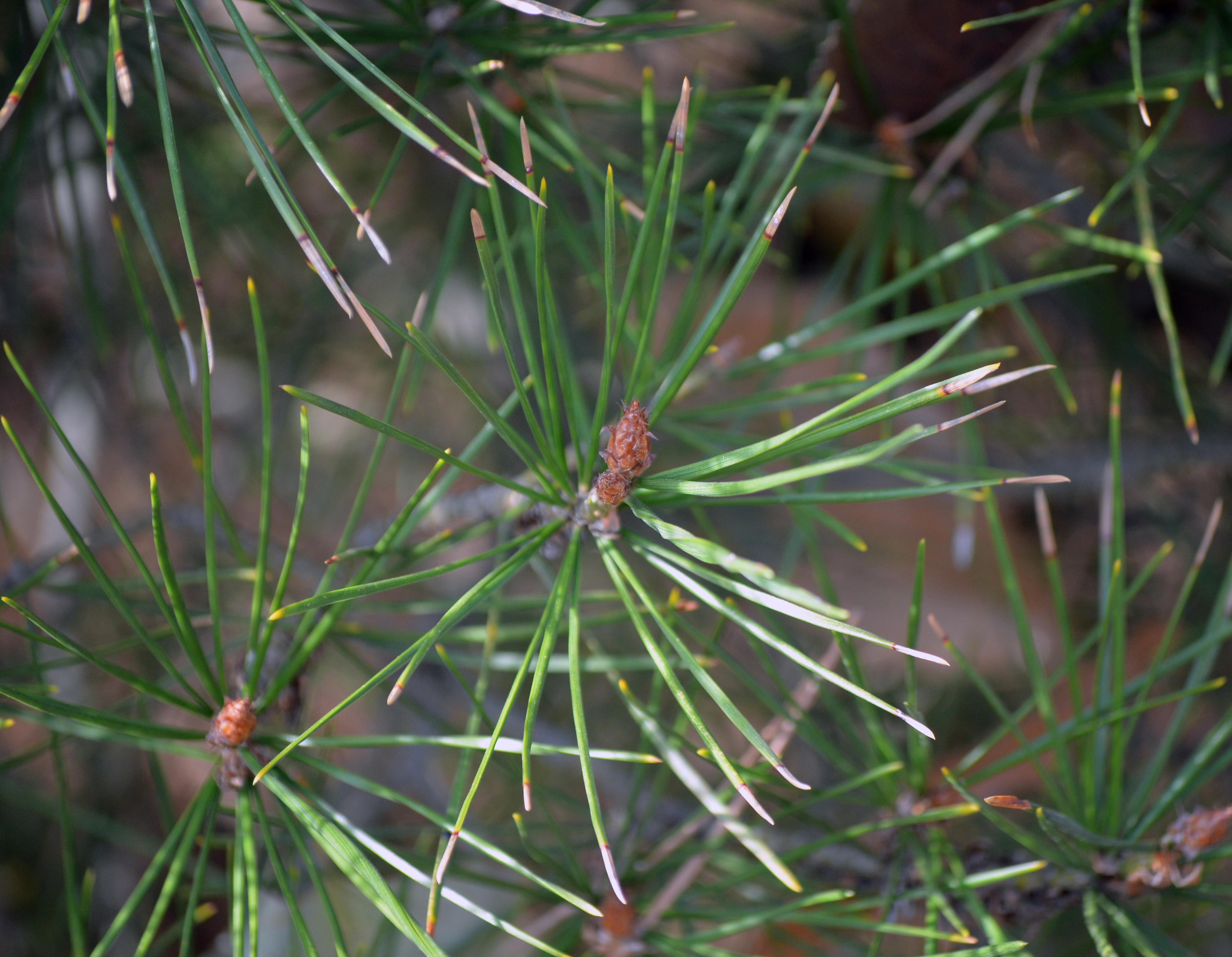Pinus bungeana – Purdue Arboretum Explorer