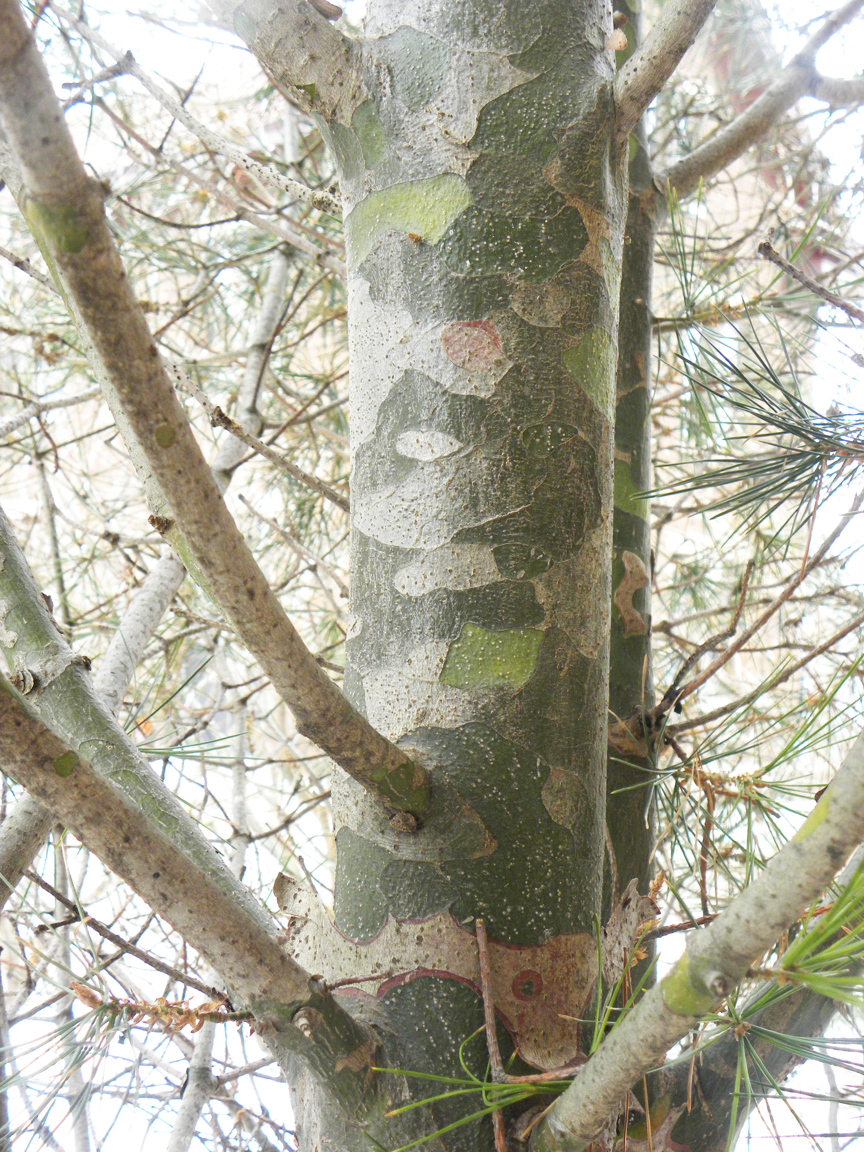 Pinus bungeana – Purdue Arboretum Explorer