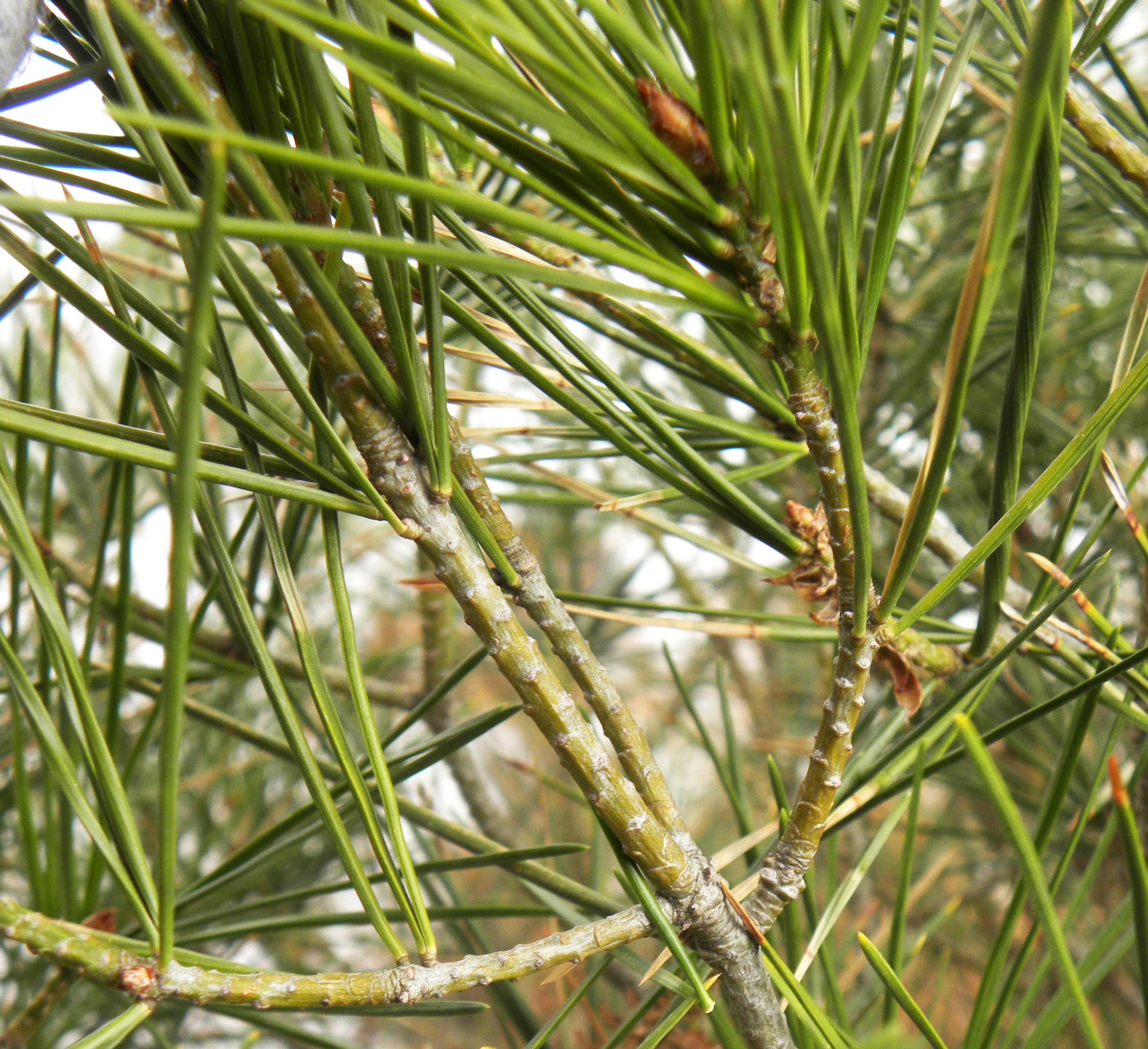 Pinus bungeana – Purdue Arboretum Explorer