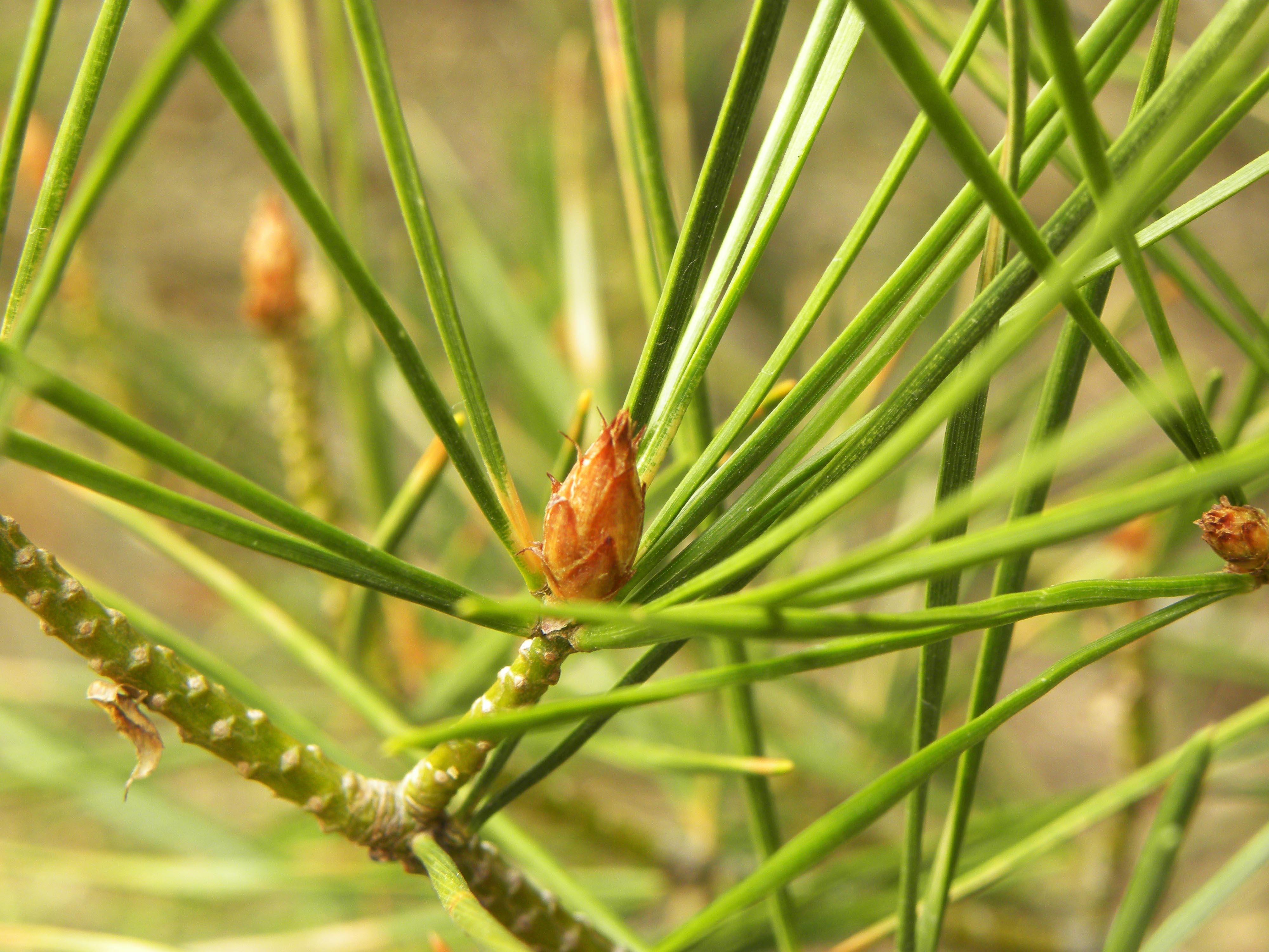 Pinus bungeana – Purdue Arboretum Explorer