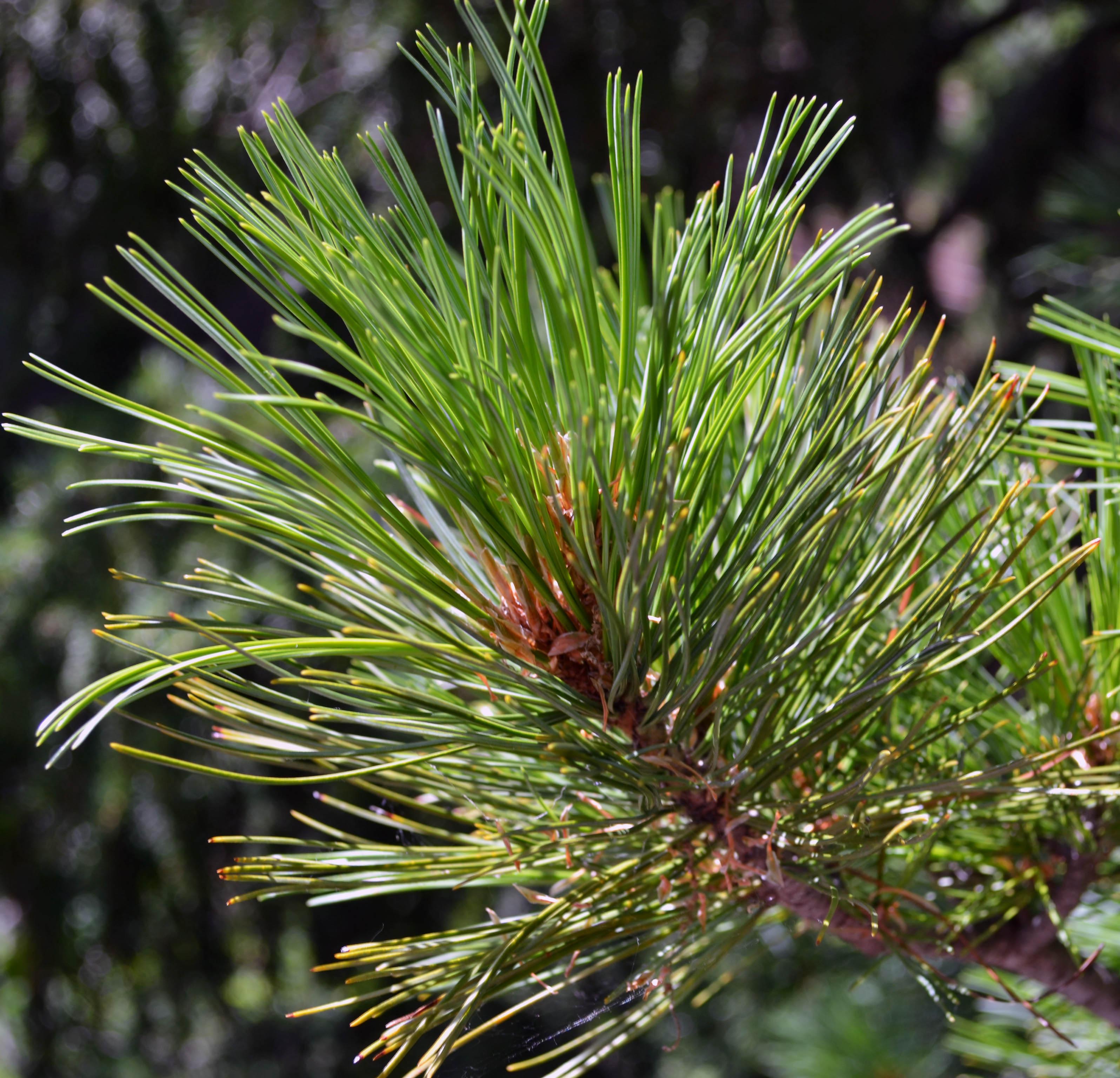 Pinus cembra – Purdue Arboretum Explorer