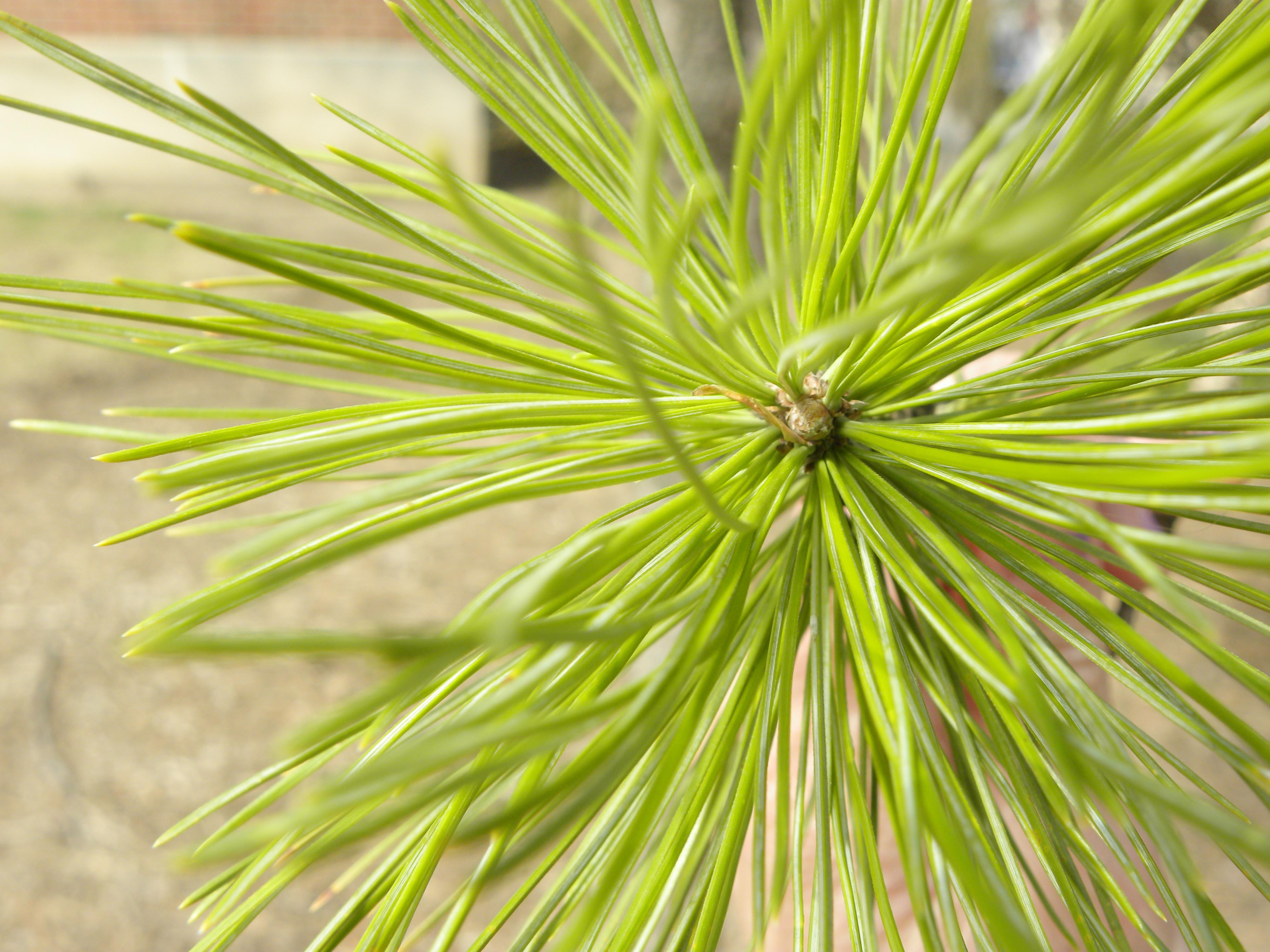 Pinus cembra – Purdue Arboretum Explorer