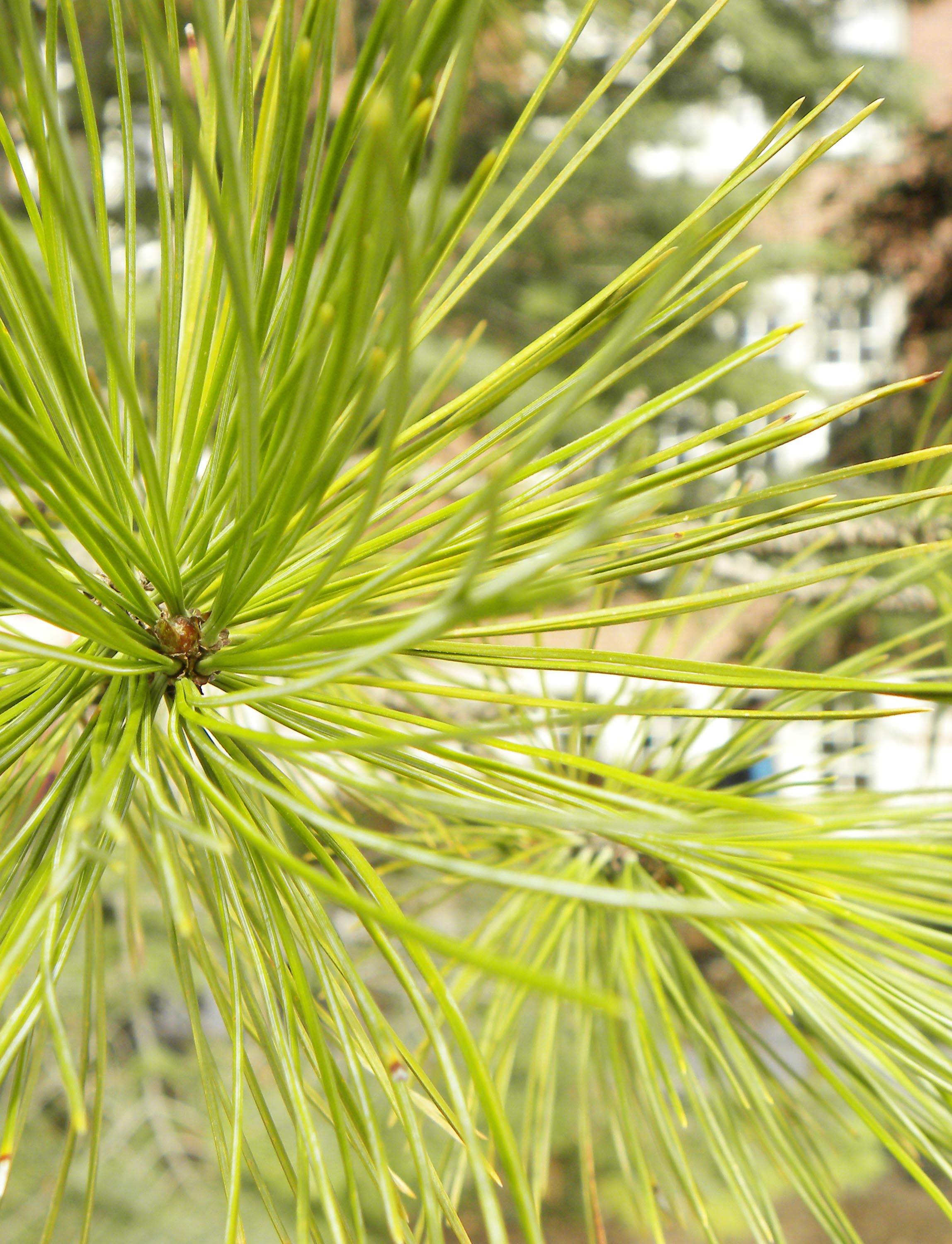Pinus cembra – Purdue Arboretum Explorer