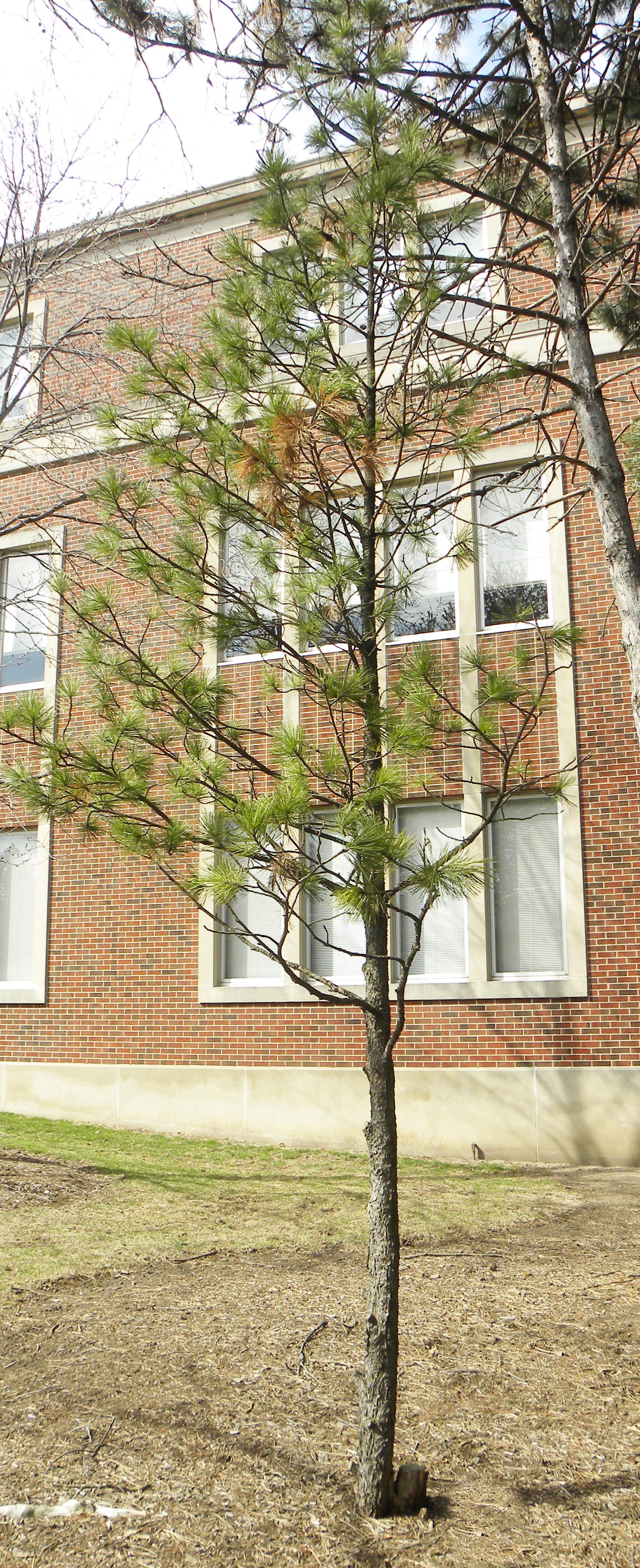 Pinus cembra – Purdue Arboretum Explorer