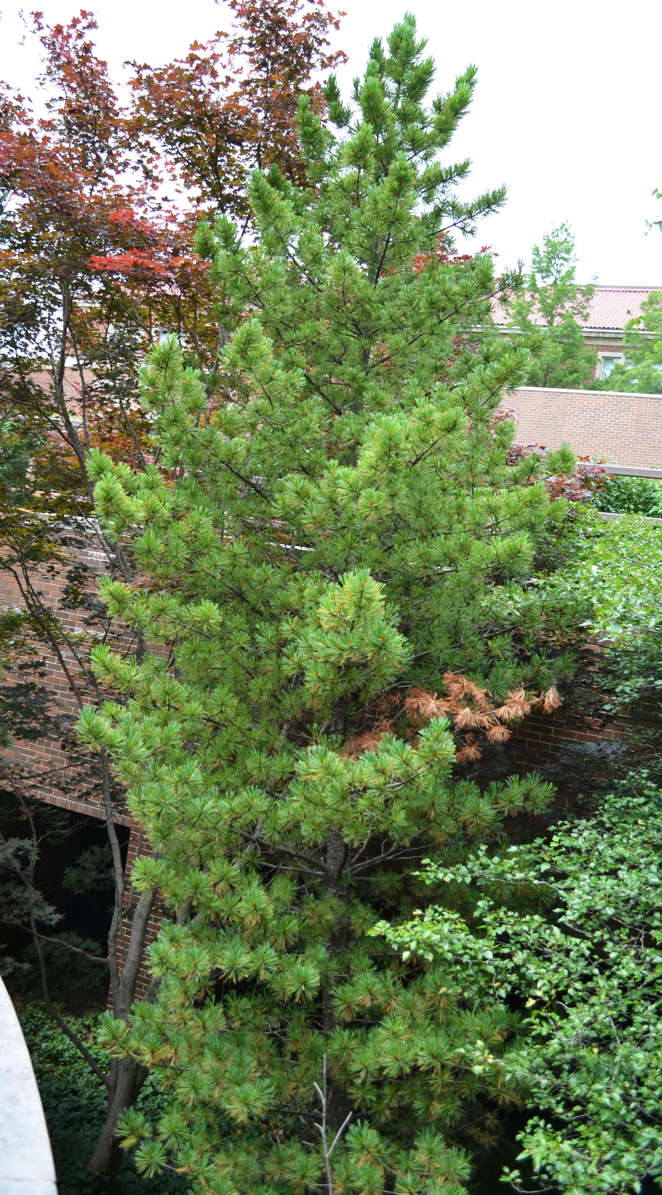 Pinus cembra – Purdue Arboretum Explorer