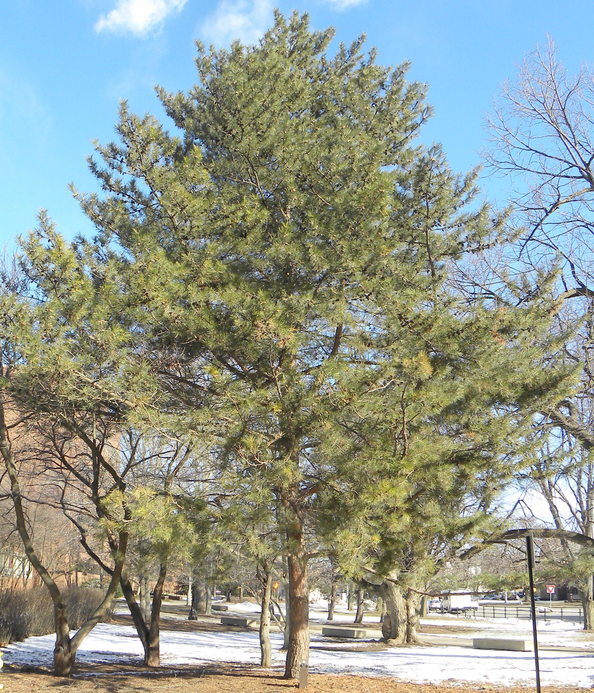 Pinus densiflora – Purdue Arboretum Explorer