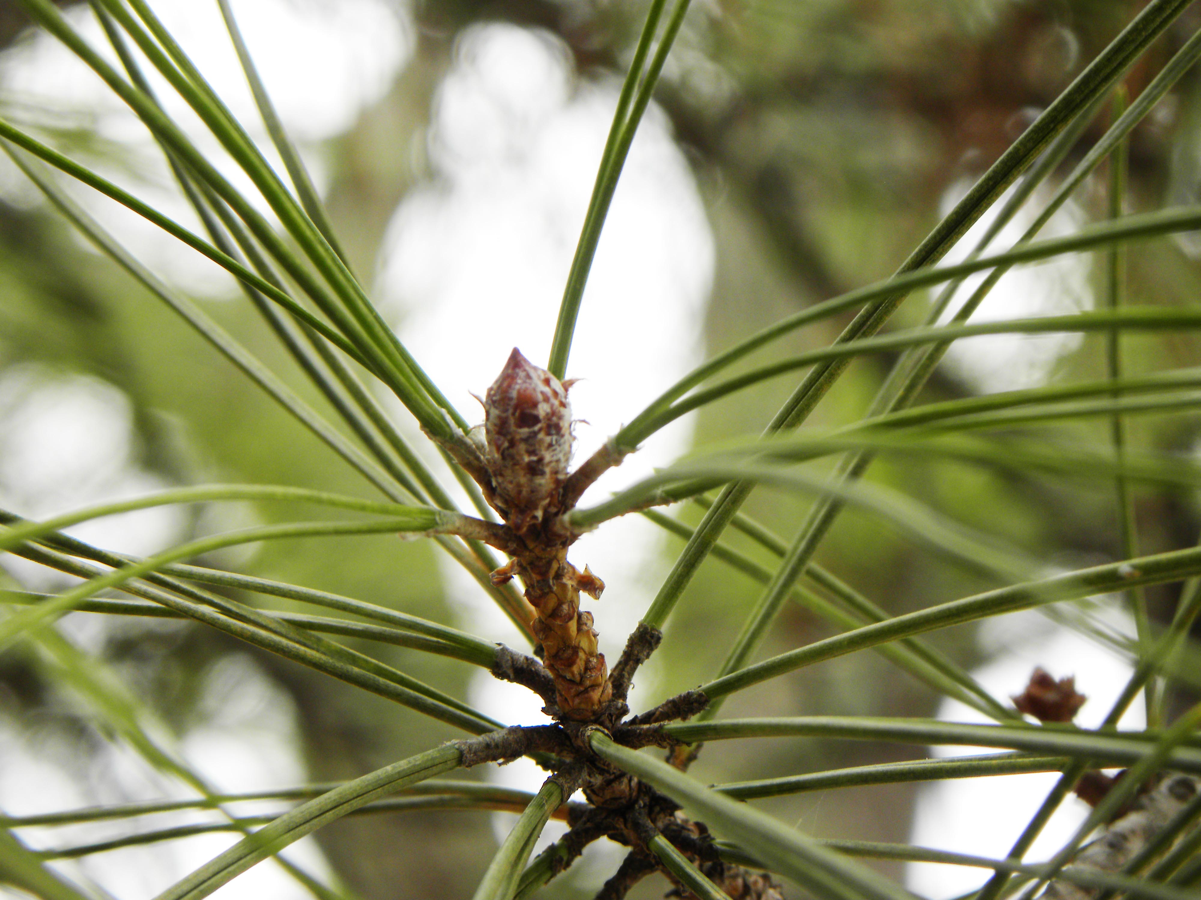 Pinus densiflora – Purdue Arboretum Explorer