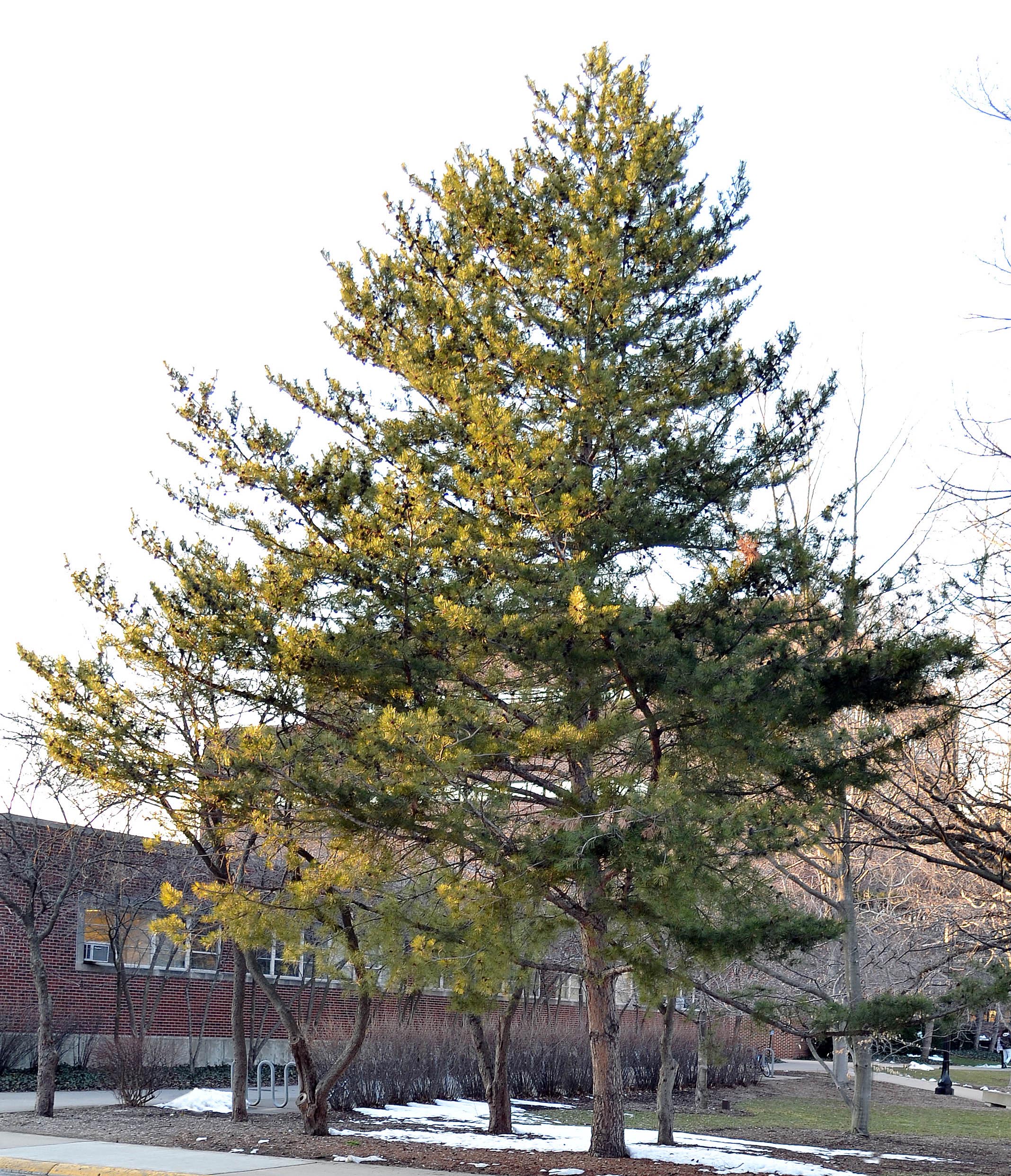 Pinus densiflora – Purdue Arboretum Explorer