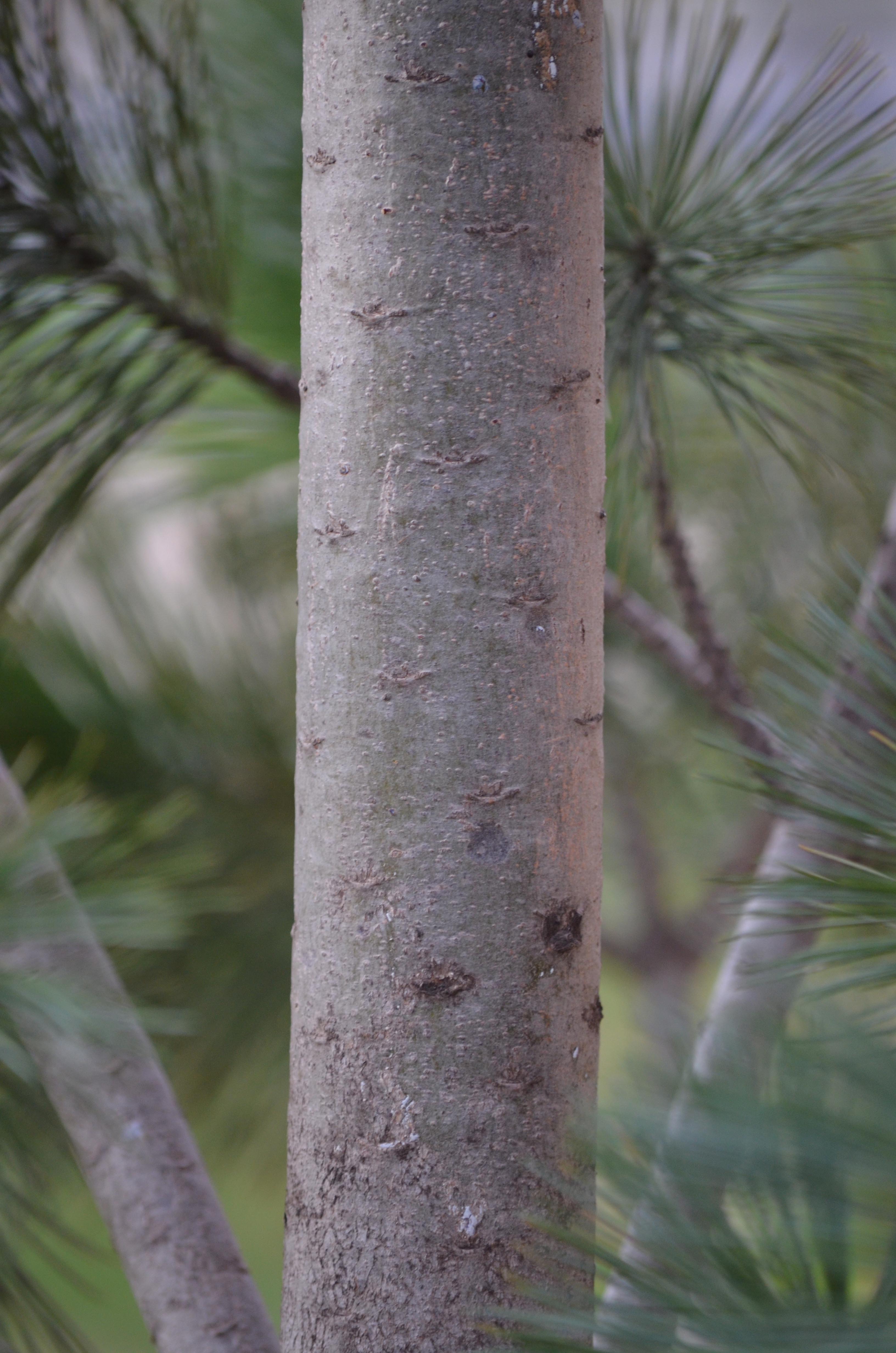 Pinus flexilis – Purdue Arboretum Explorer