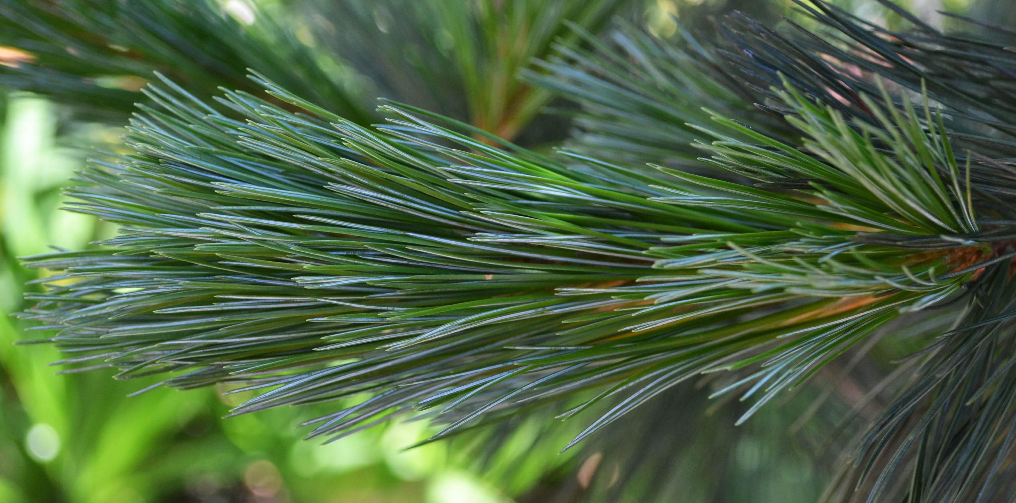 Pinus flexilis ‘Vanderwolf’s Pyramid’ – Purdue Arboretum Explorer