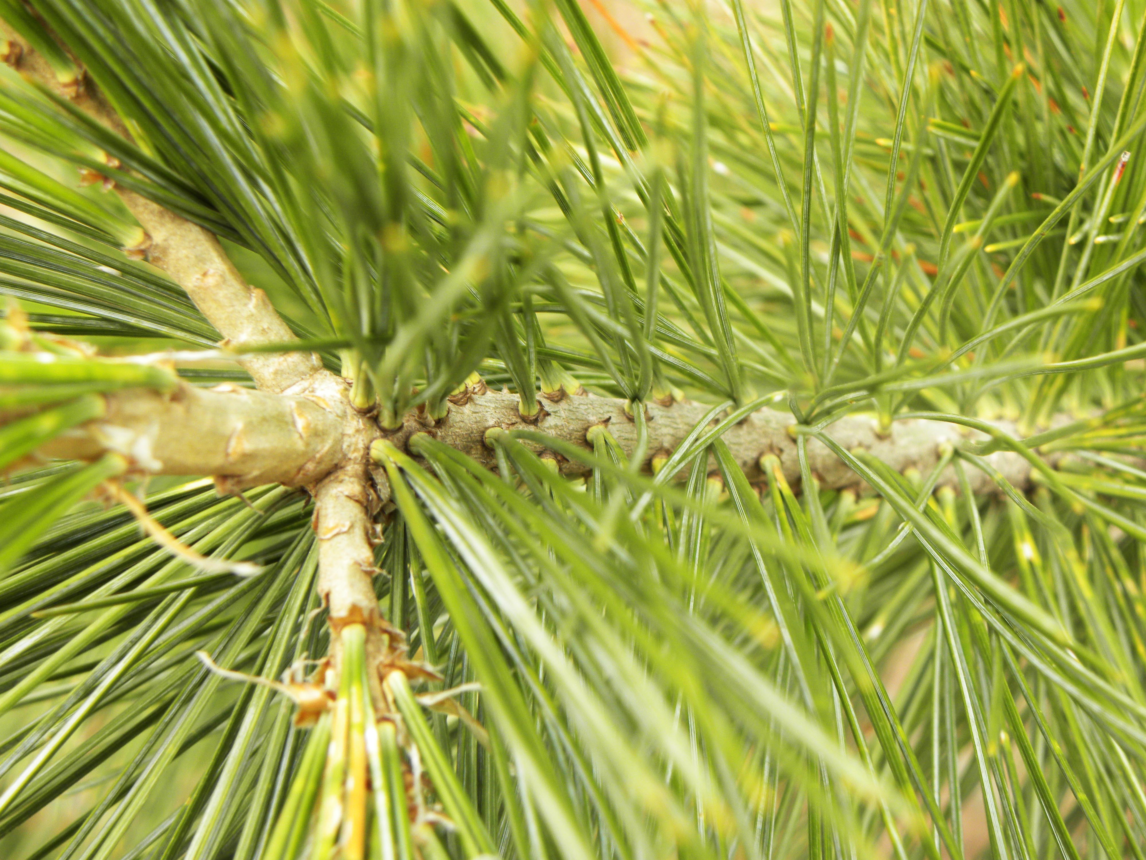 Pinus flexilis ‘Vanderwolf’s Pyramid’ – Purdue Arboretum Explorer