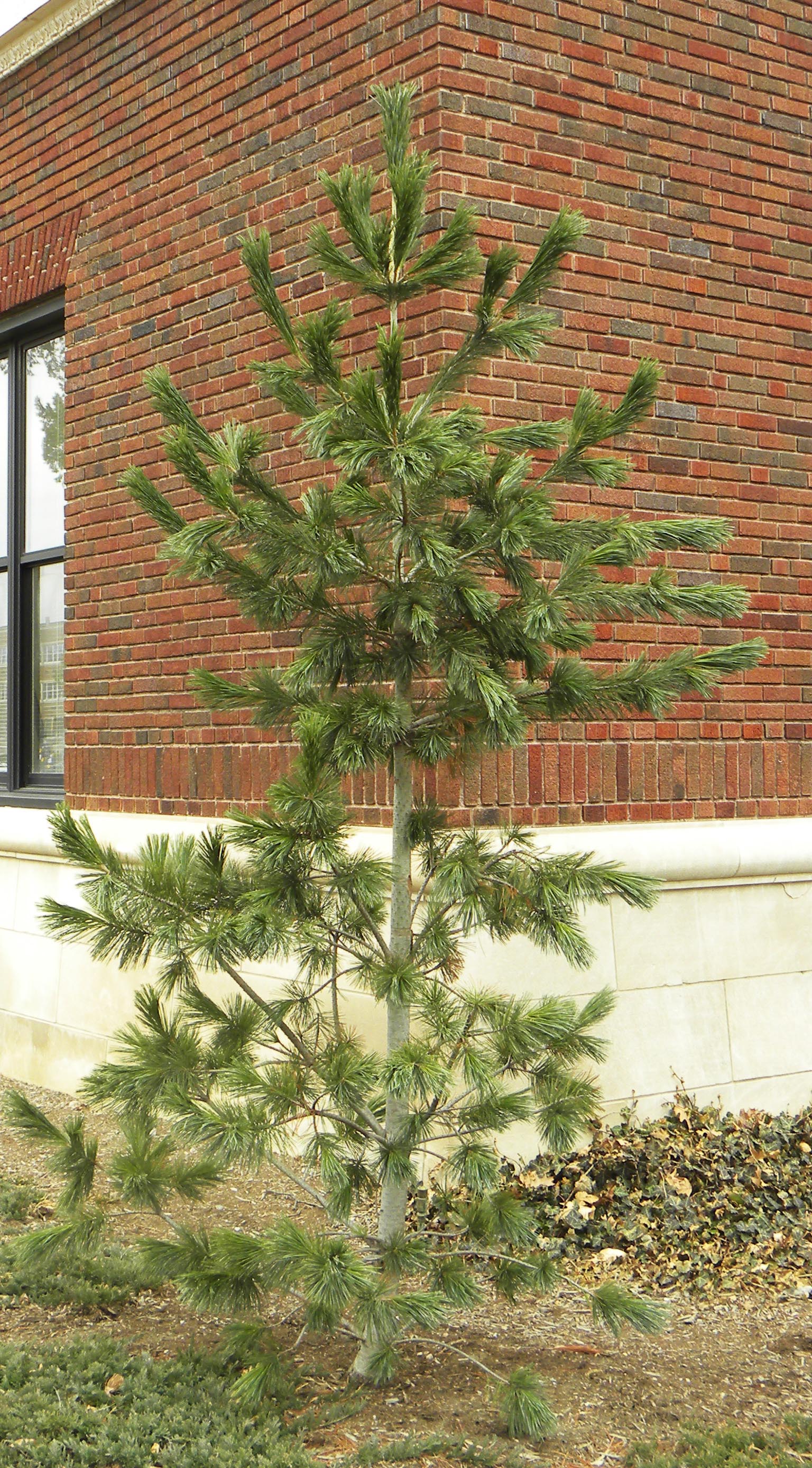 Pinus flexilis ‘Vanderwolf’s Pyramid’ – Purdue Arboretum Explorer