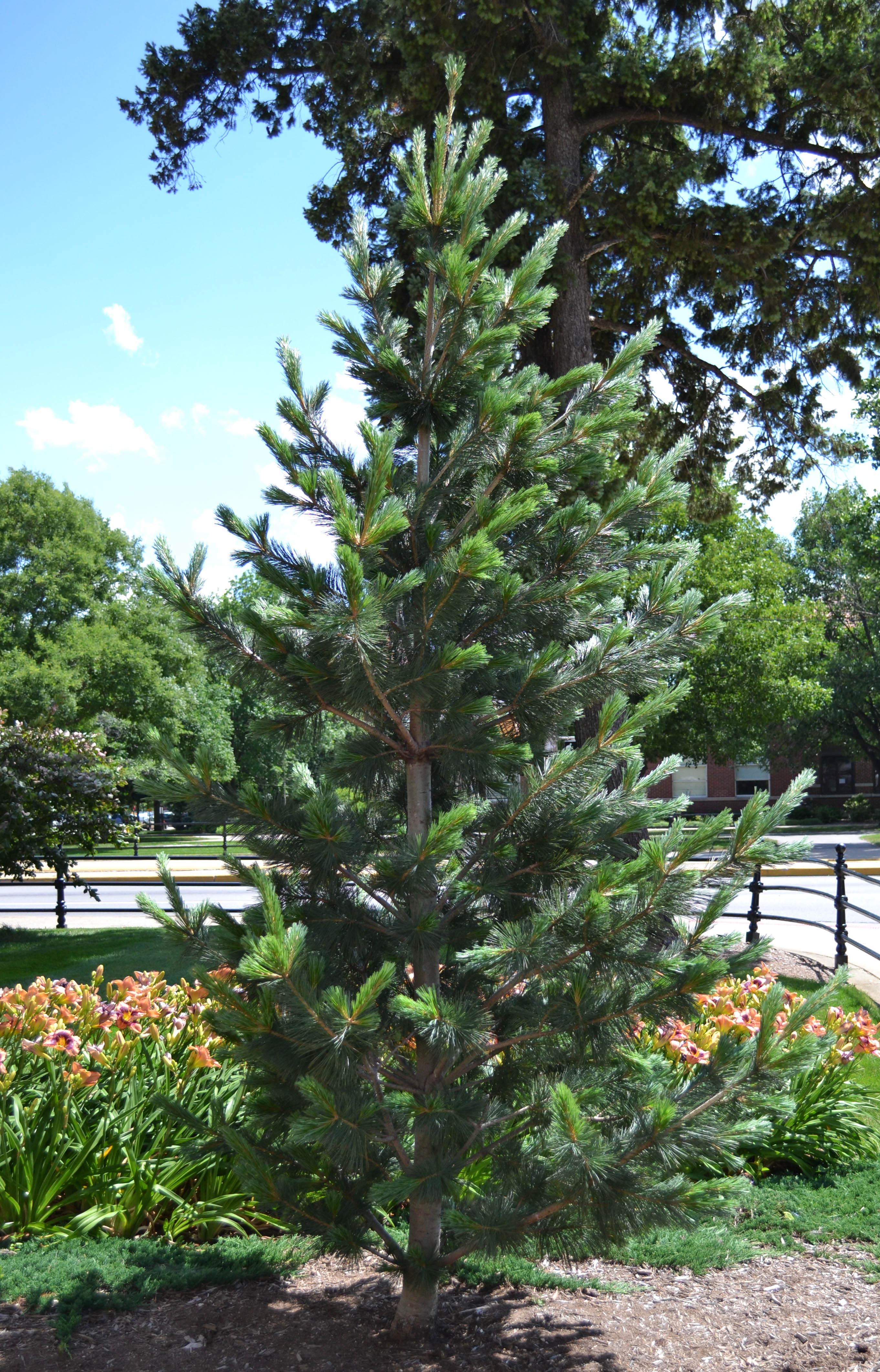 Pinus flexilis ‘Vanderwolf’s Pyramid’ – Purdue Arboretum Explorer