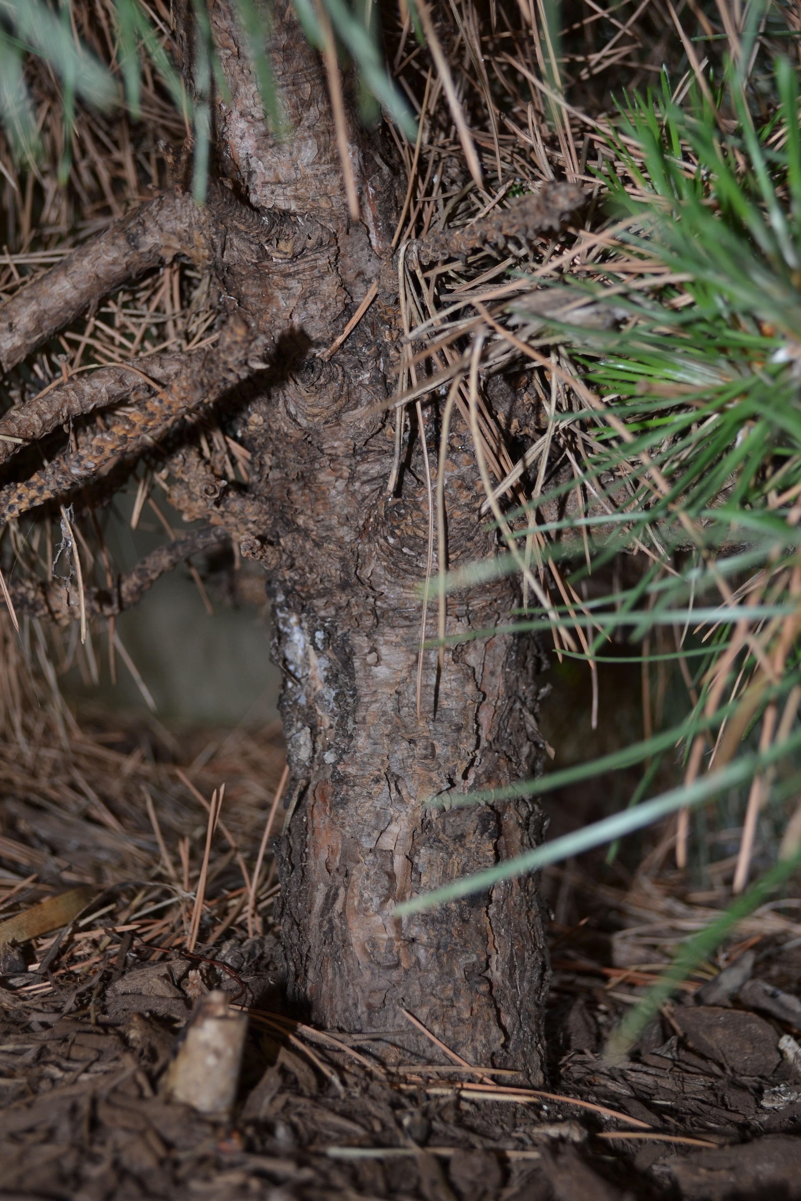 Pinus mugo – Purdue Arboretum Explorer