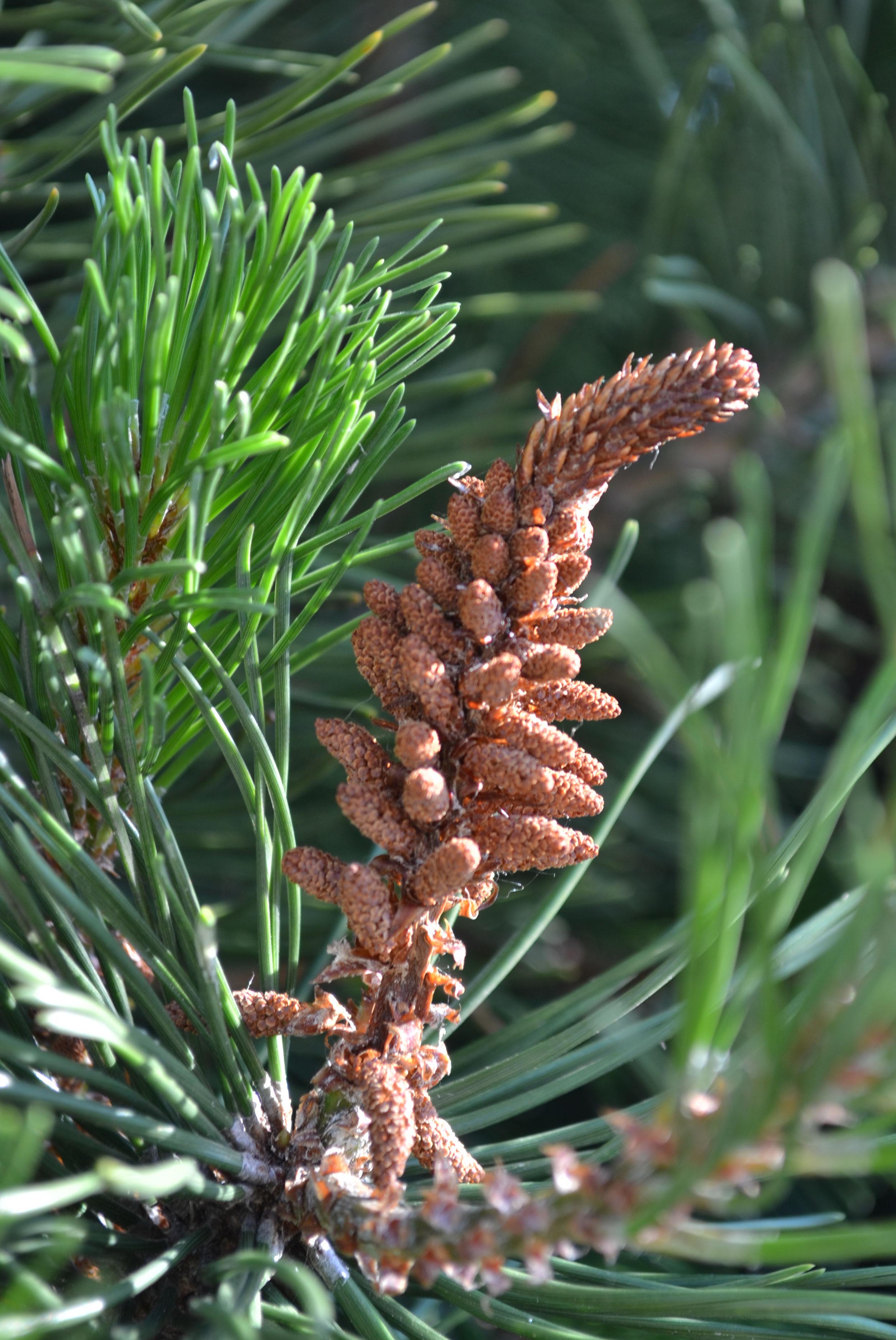 Pinus mugo – Purdue Arboretum Explorer