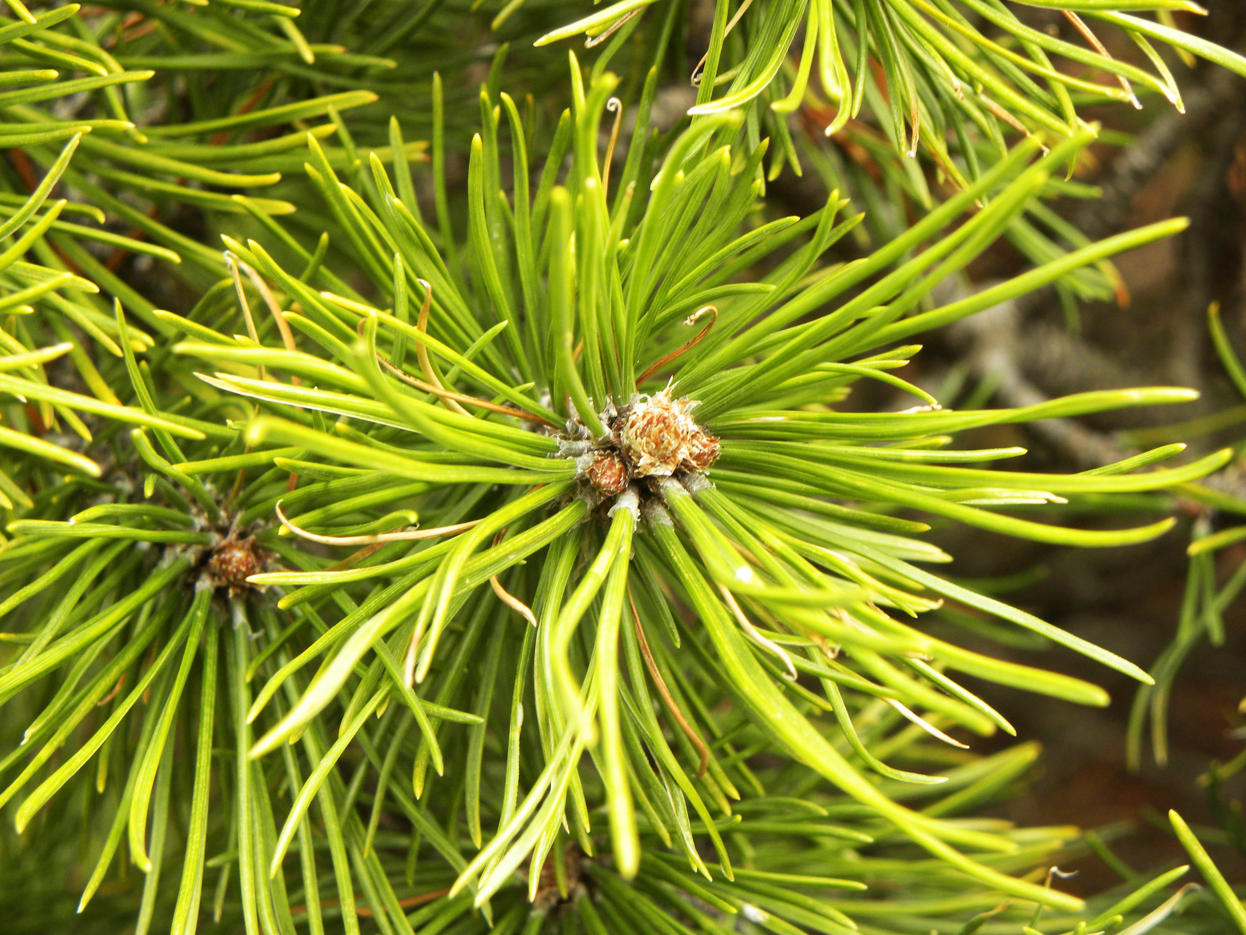 Pinus mugo – Purdue Arboretum Explorer