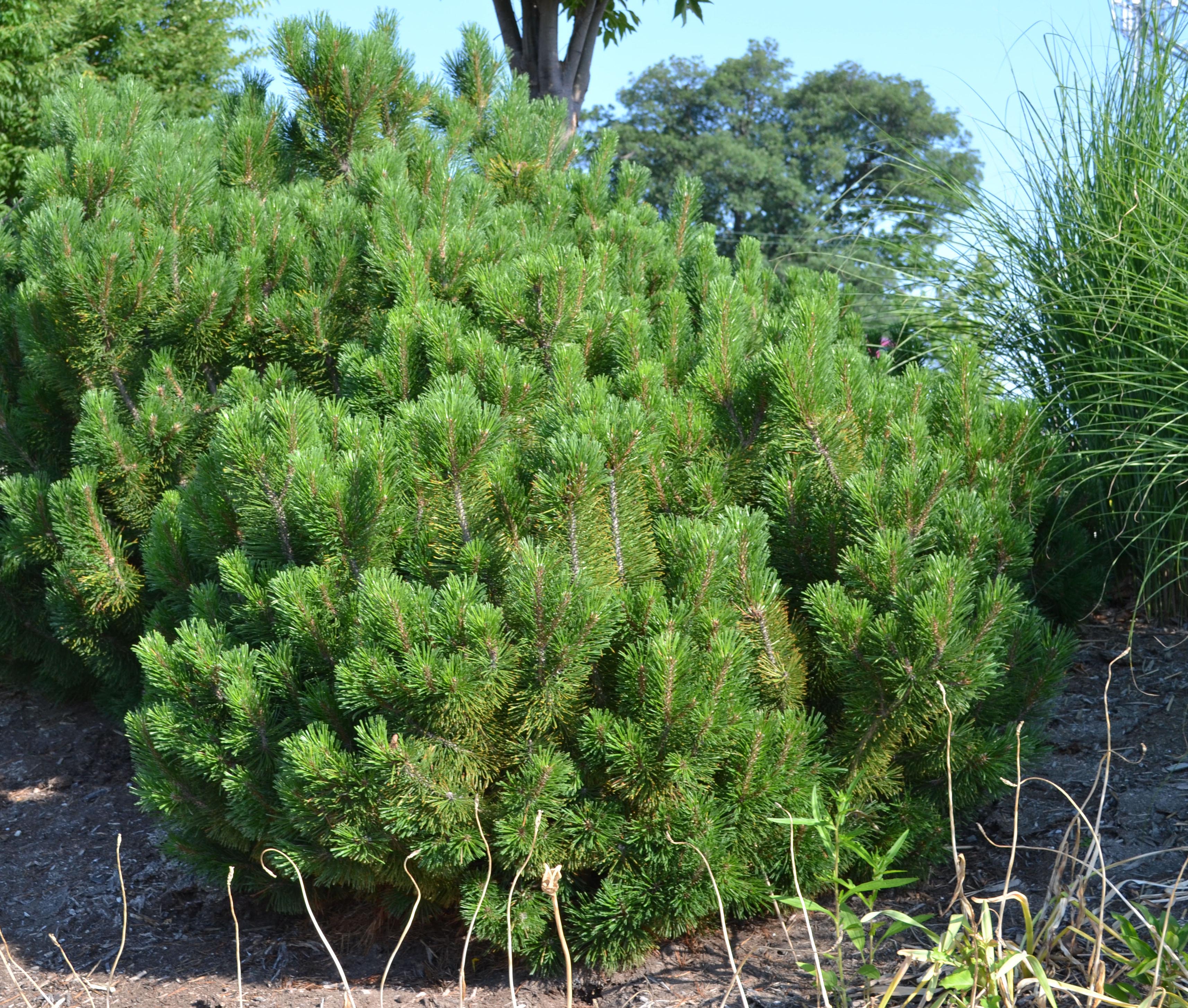 Pinus mugo – Purdue Arboretum Explorer