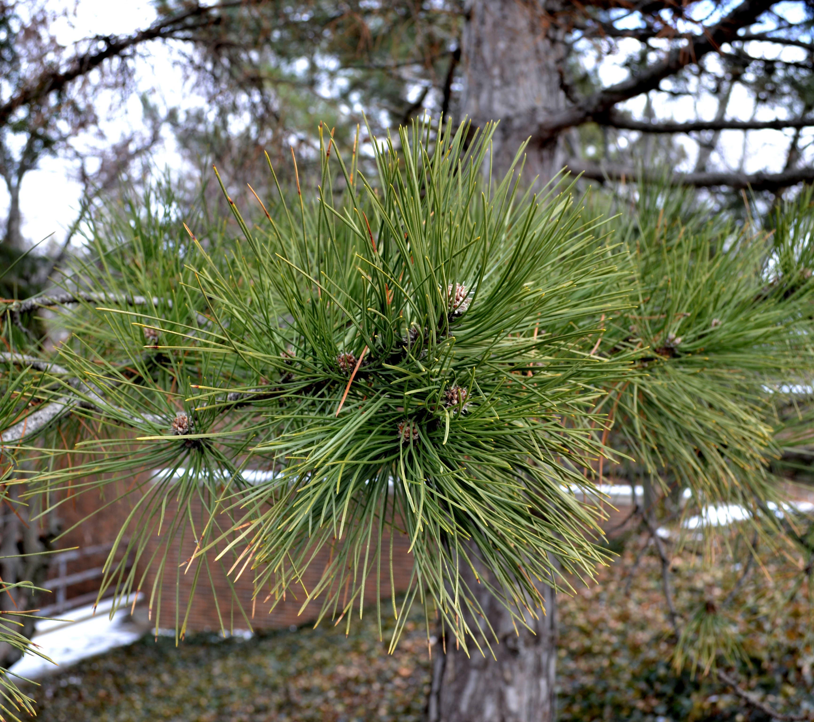 Pinus nigra – Purdue Arboretum Explorer