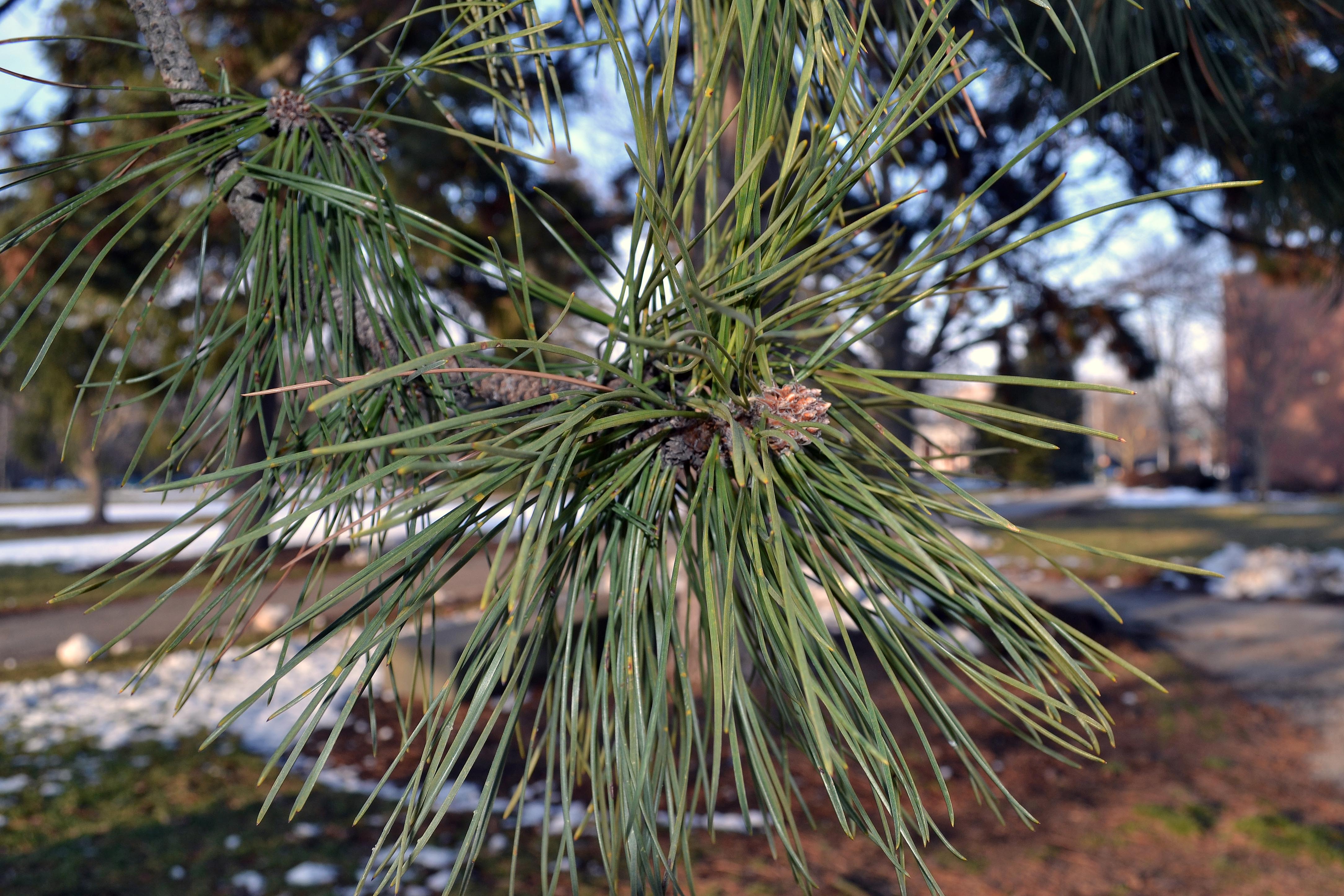 Pinus nigra – Purdue Arboretum Explorer