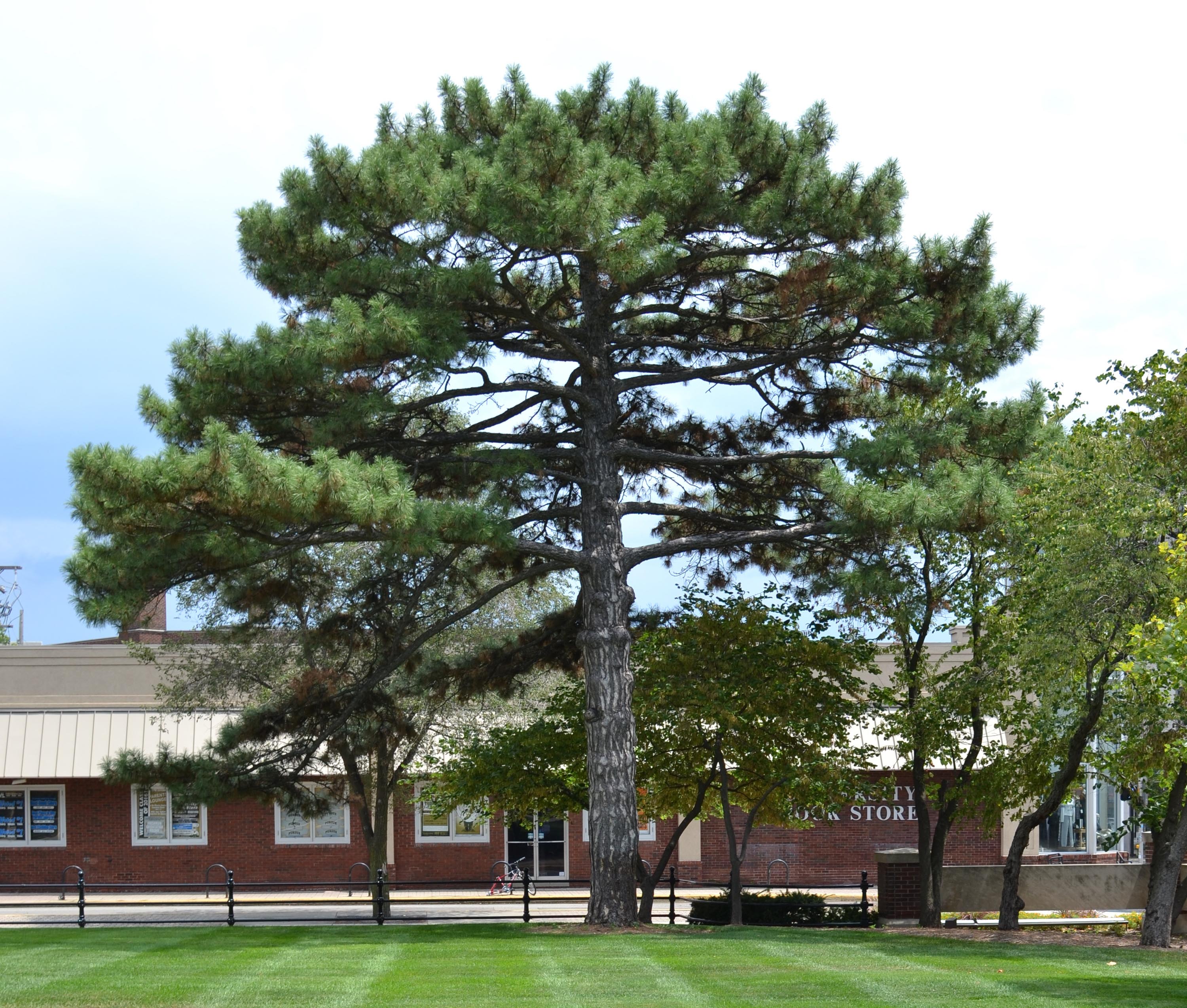 Pinus nigra – Purdue Arboretum Explorer