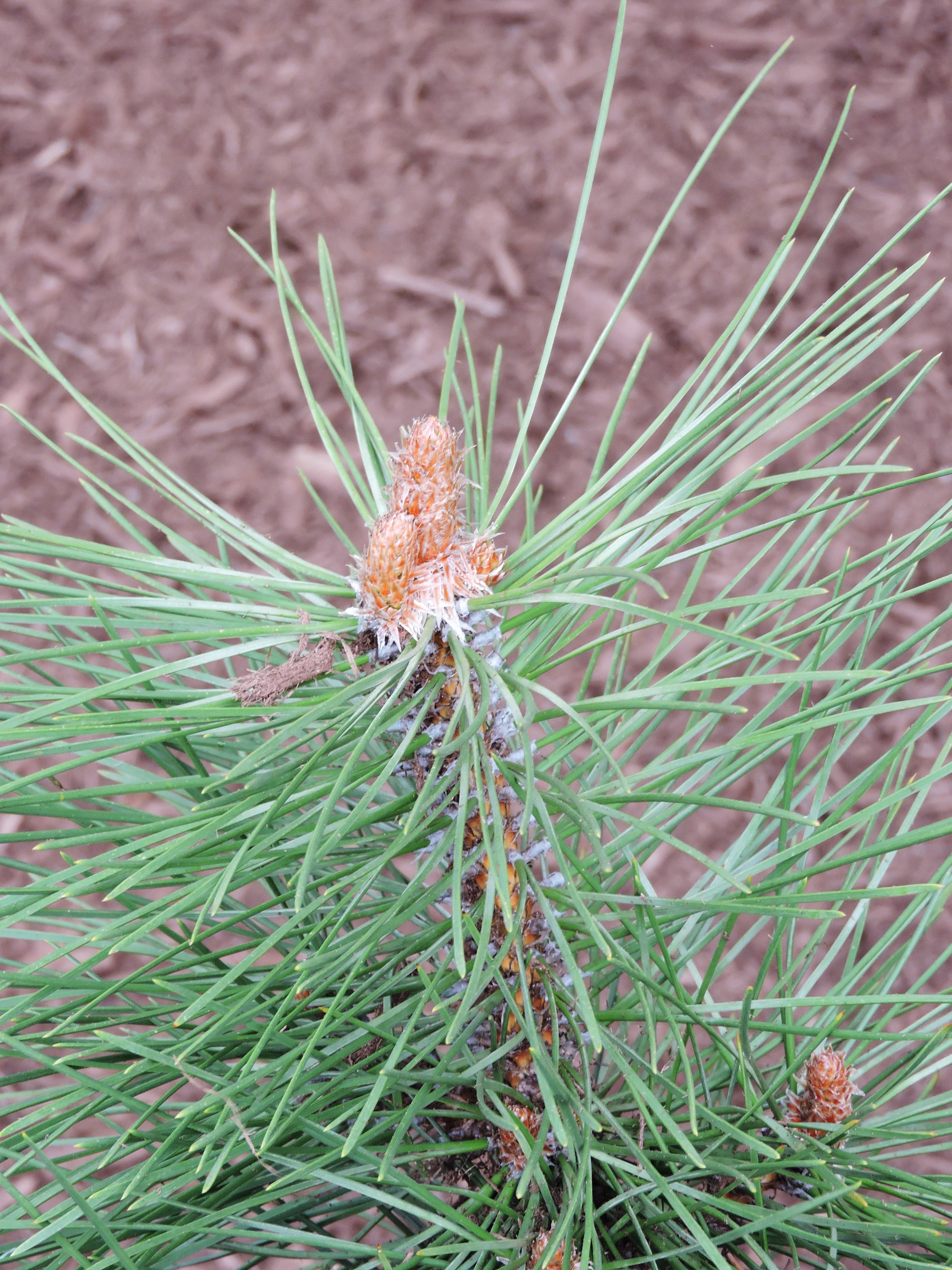 Pinus nigra ‘Hornibrookiana’ – Purdue Arboretum Explorer