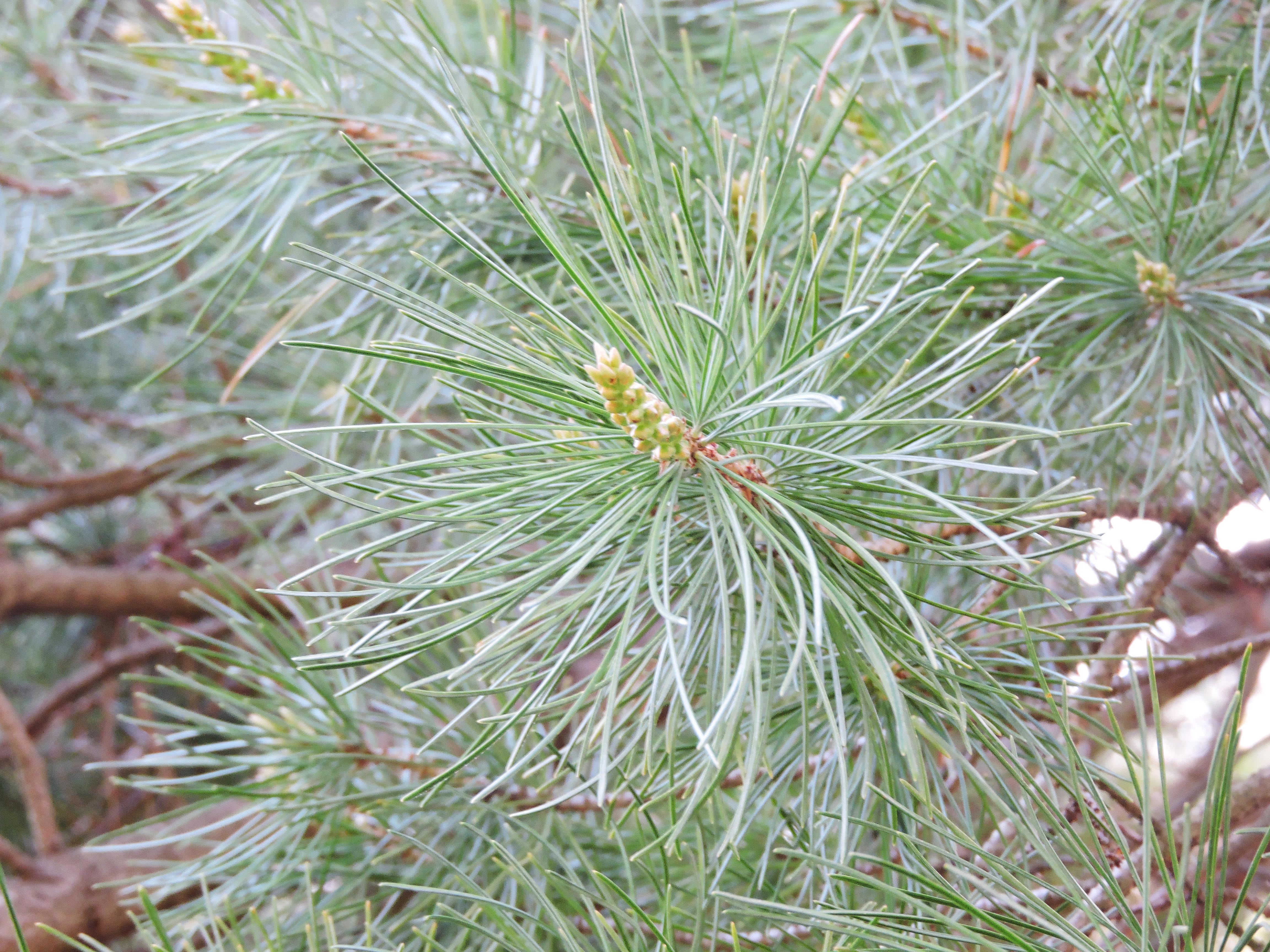 Pinus parviflora – Purdue Arboretum Explorer