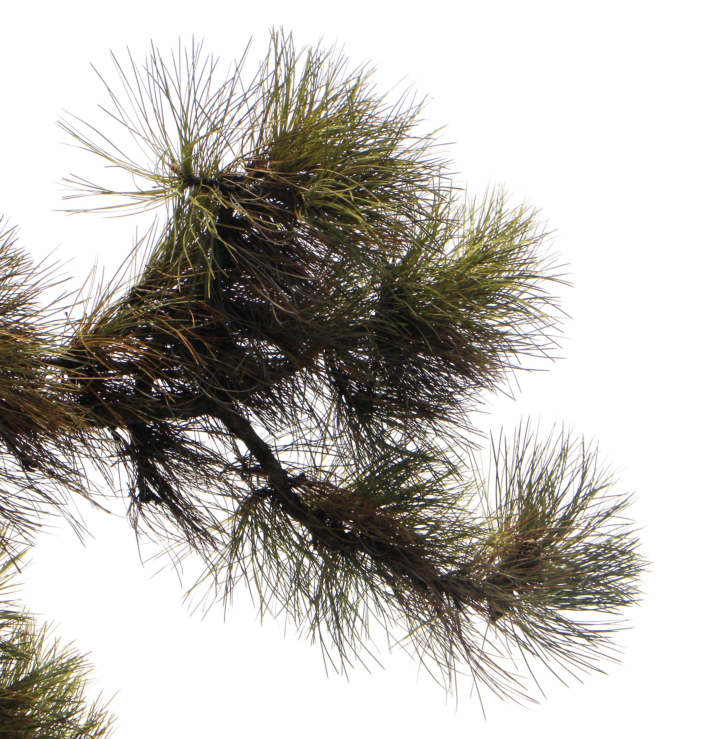 Pinus ponderosa – Purdue Arboretum Explorer