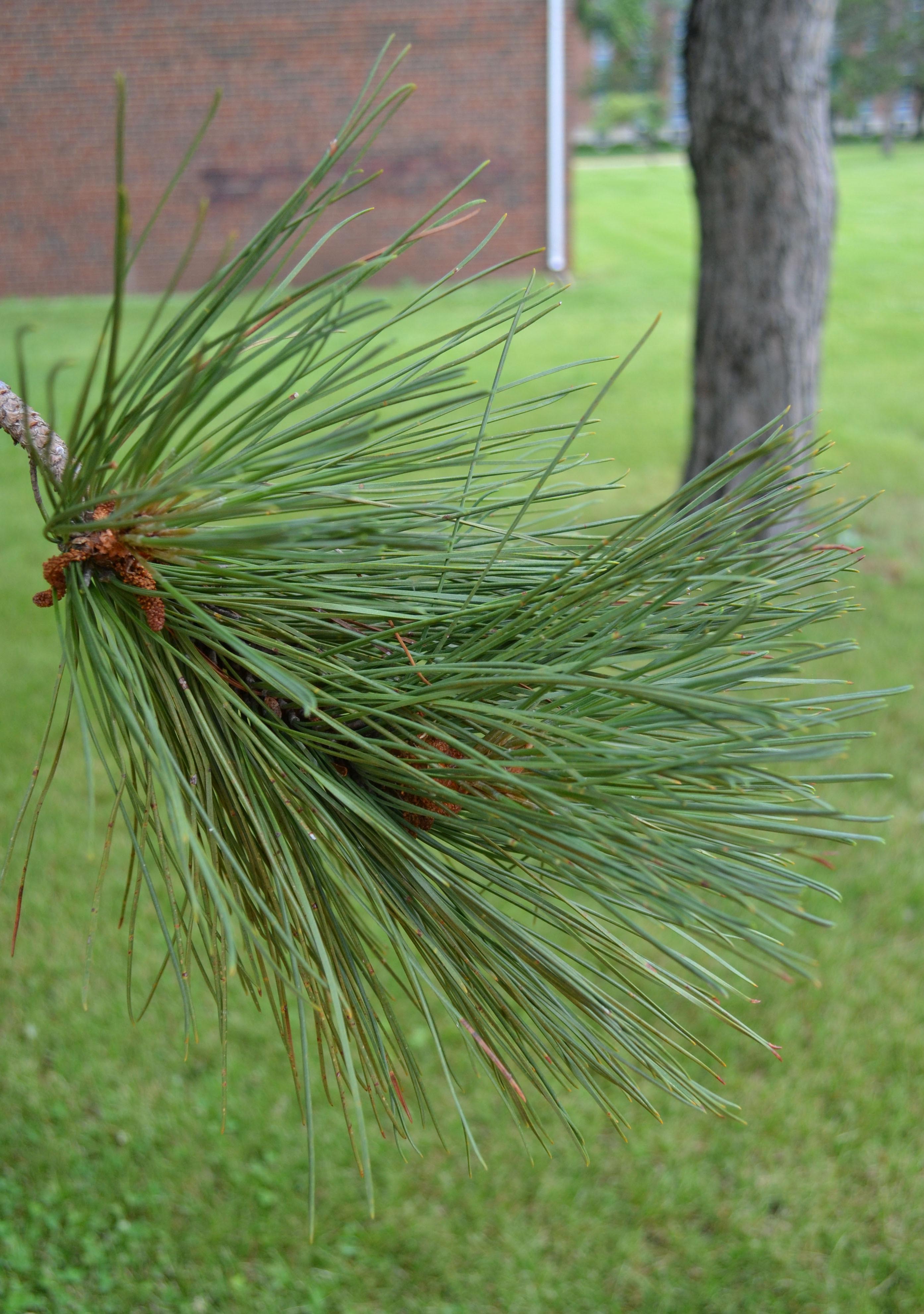 Pinus resinosa – Purdue Arboretum Explorer