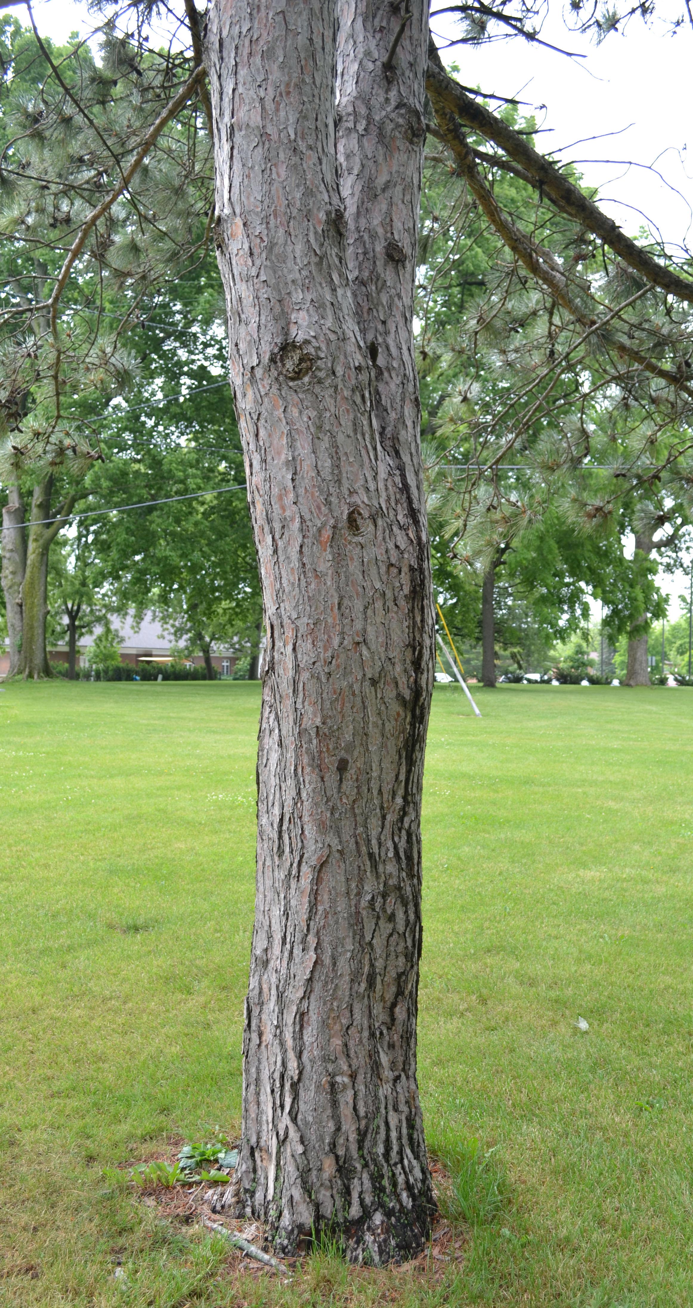 Pinus resinosa – Purdue Arboretum Explorer