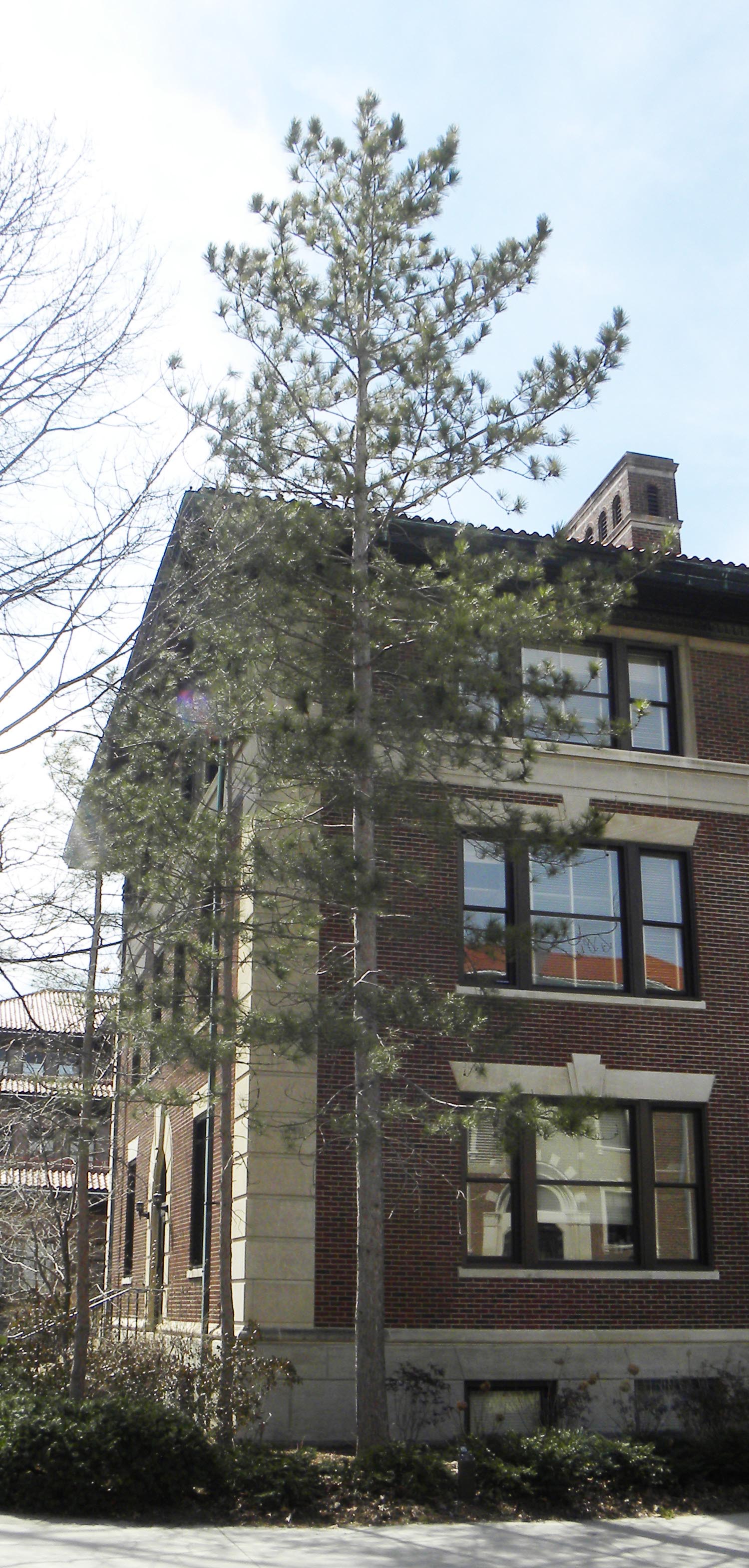 Pinus resinosa – Purdue Arboretum Explorer