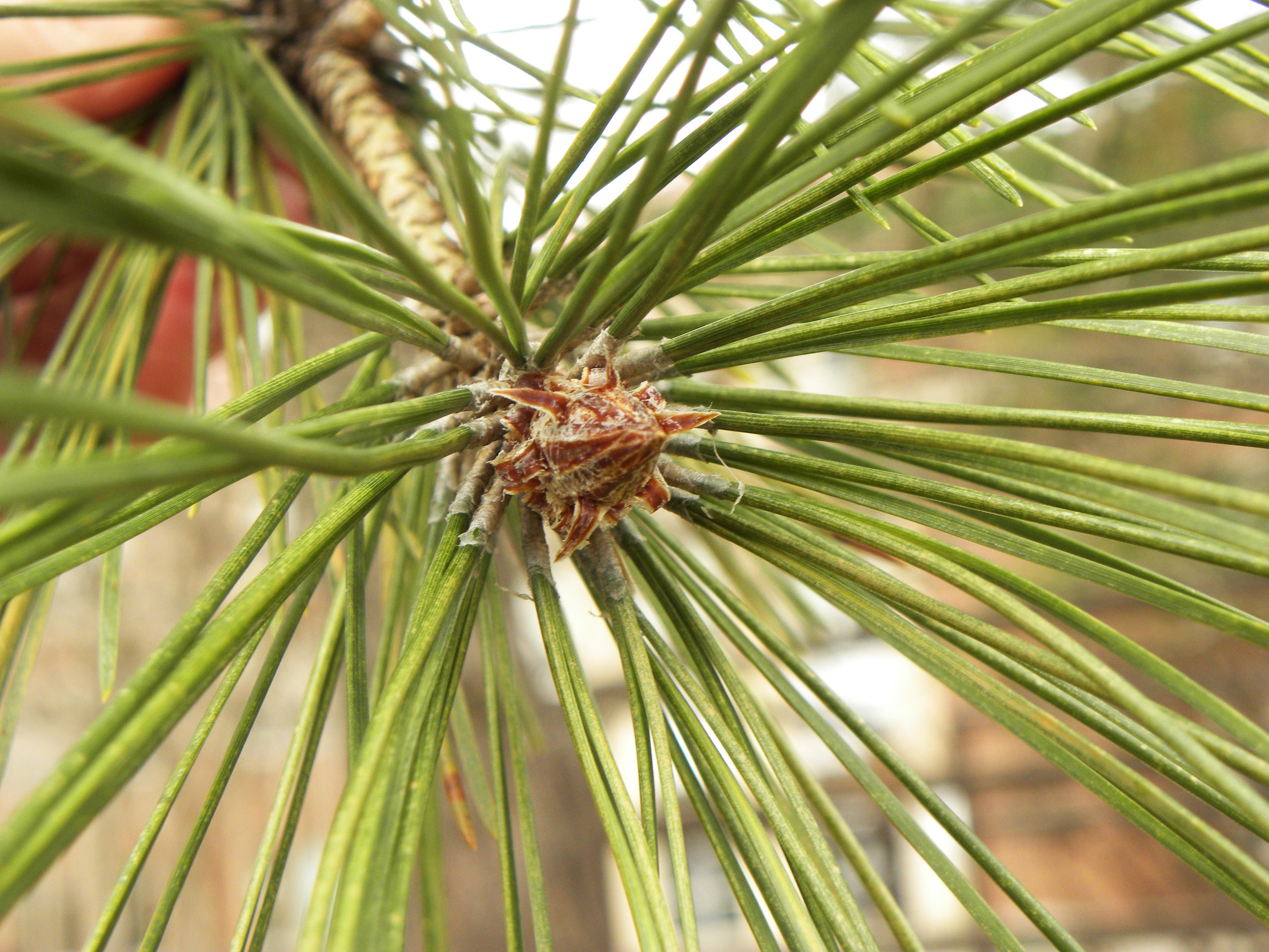 Pinus resinosa – Purdue Arboretum Explorer